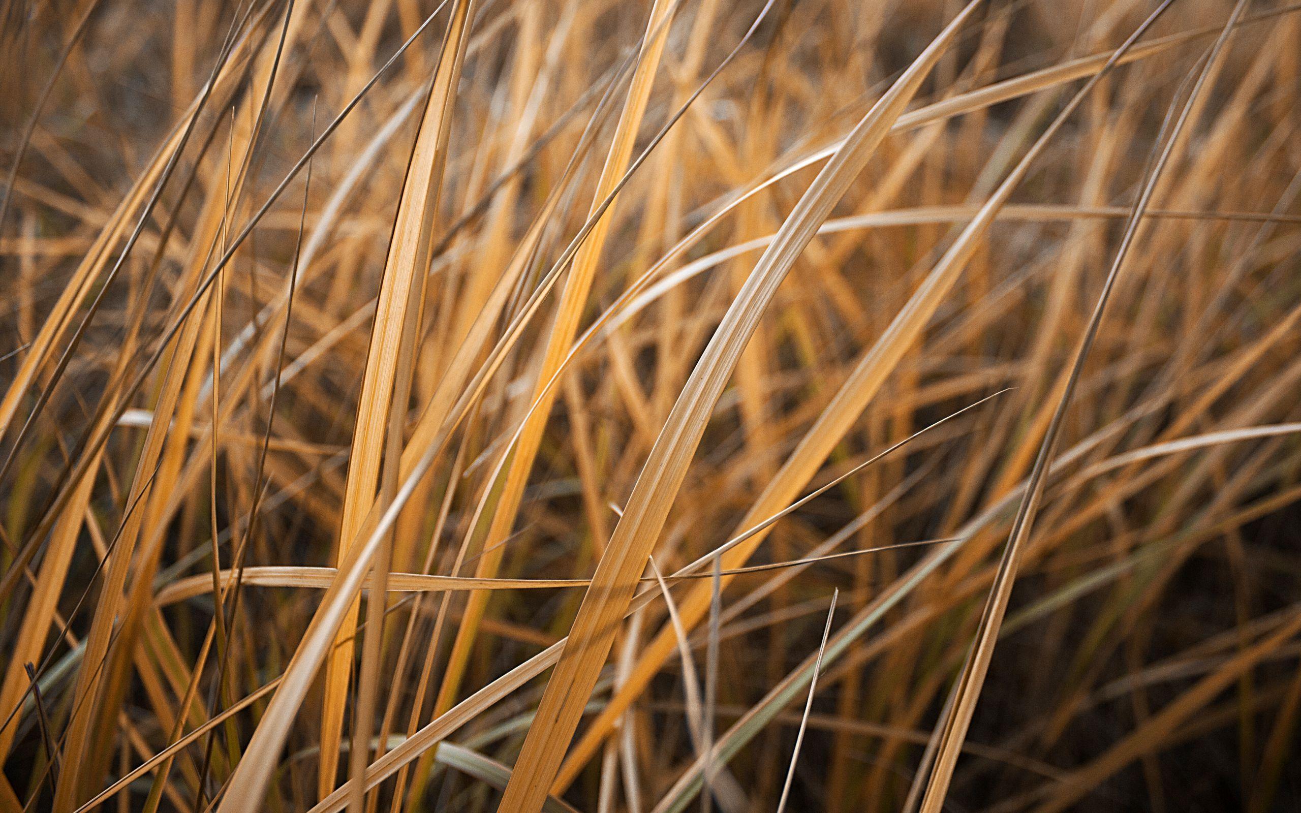 Dead Grass Wallpapers - Top Free Dead Grass Backgrounds - WallpaperAccess