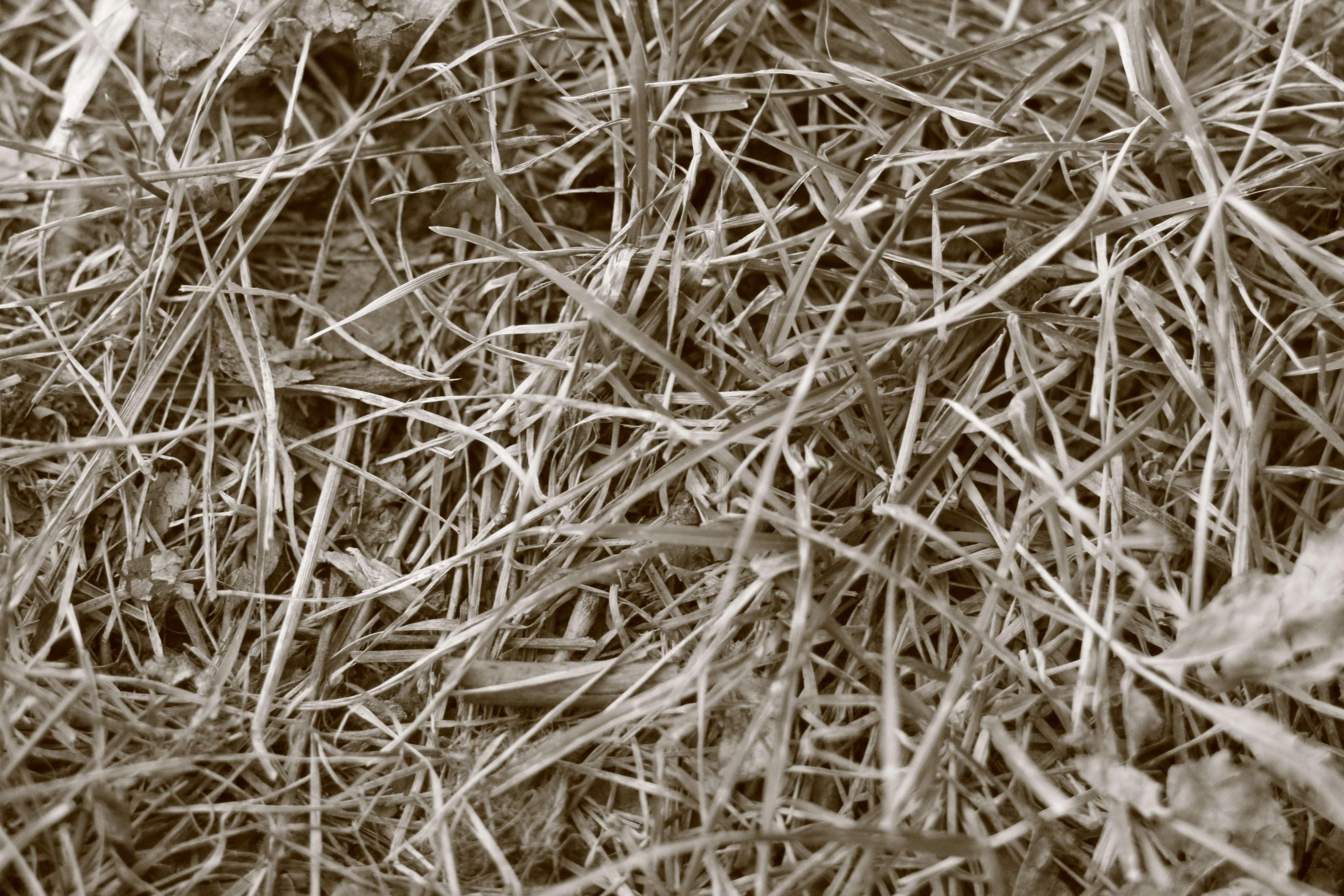 Dead Grass Wallpapers - Top Free Dead Grass Backgrounds - WallpaperAccess