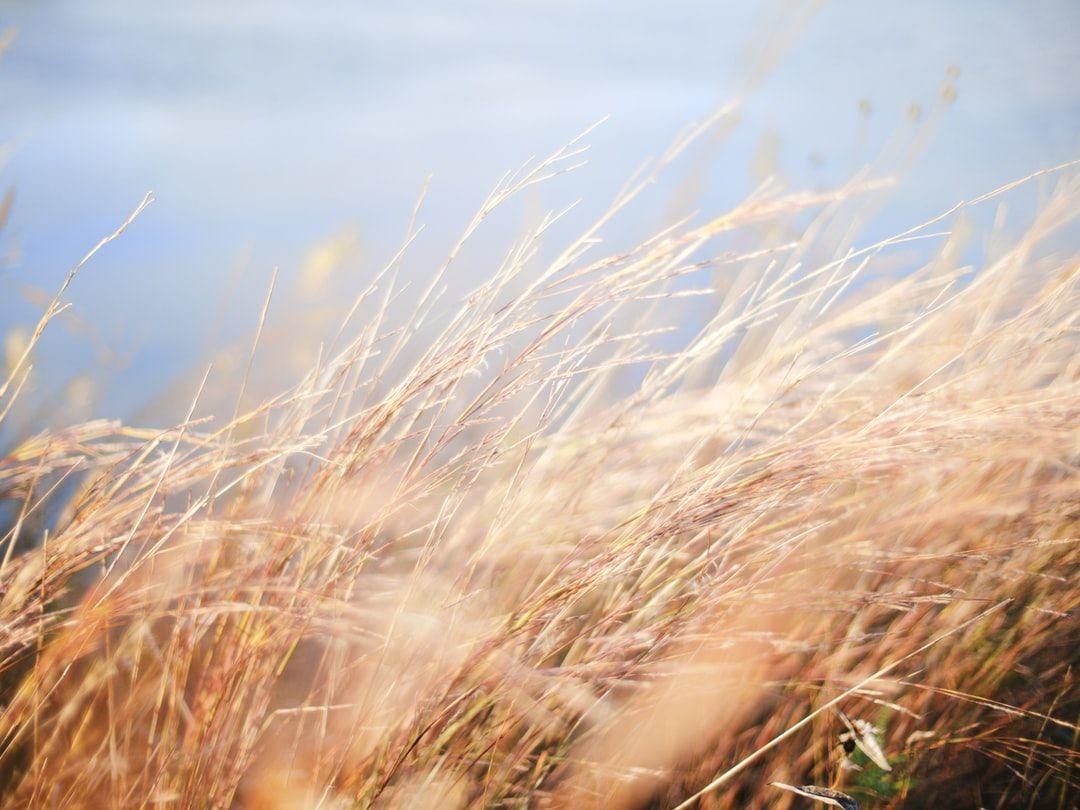 Dead Grass Wallpapers Top Free Dead Grass Backgrounds Wallpaperaccess