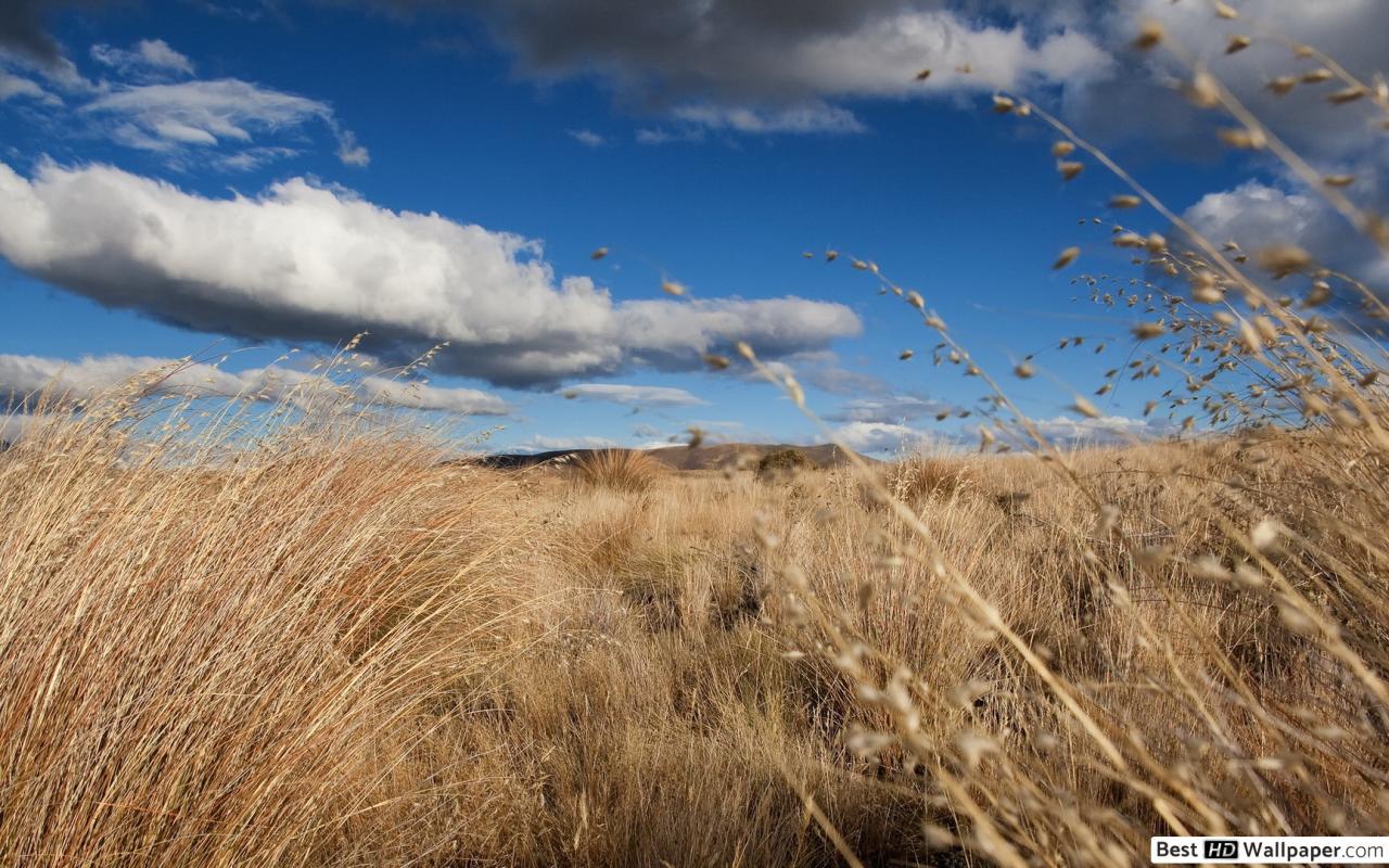 Dead Grass Wallpapers - Top Free Dead Grass Backgrounds - WallpaperAccess