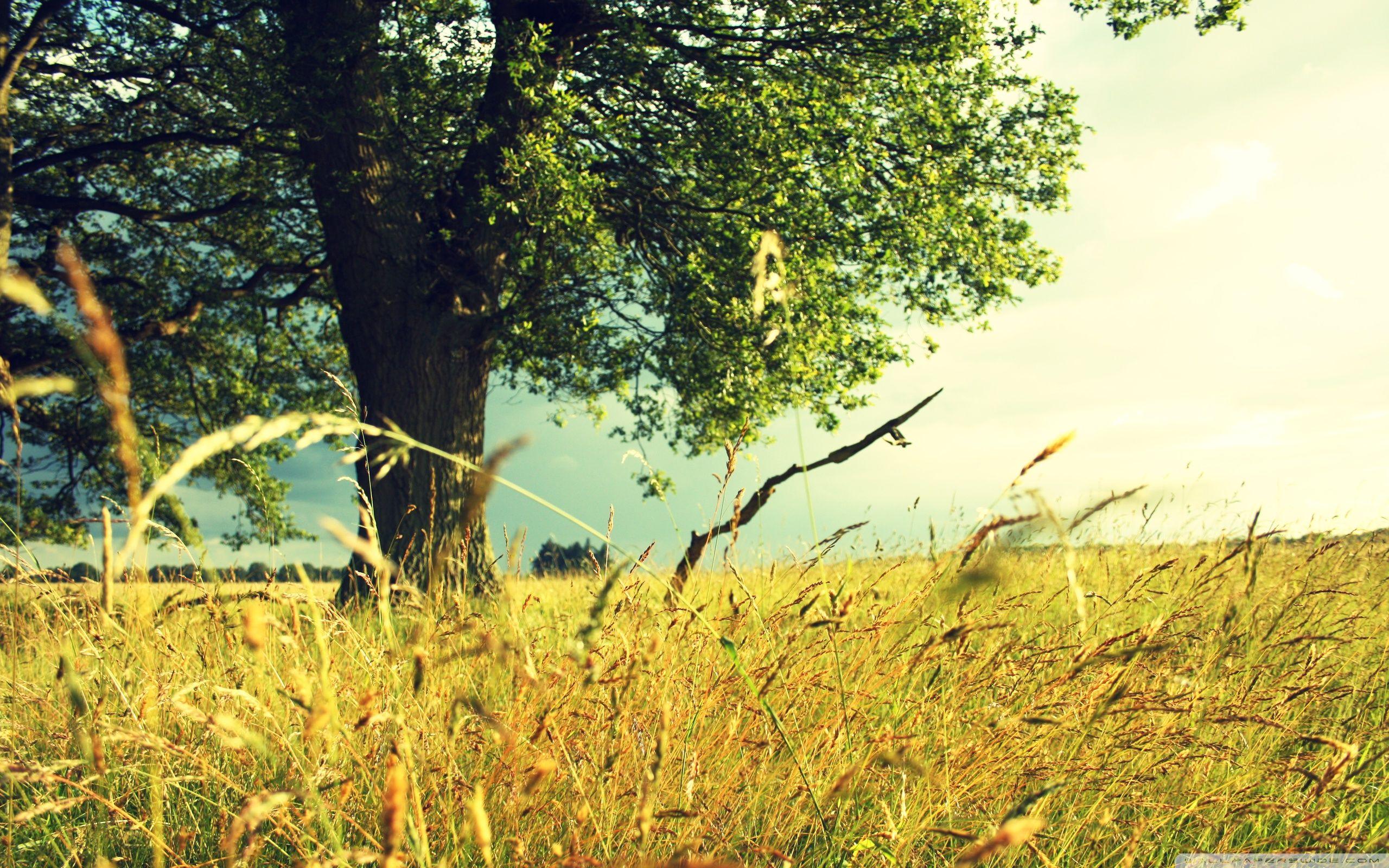 Summer Fields Wallpapers - Top Free Summer Fields Backgrounds ...