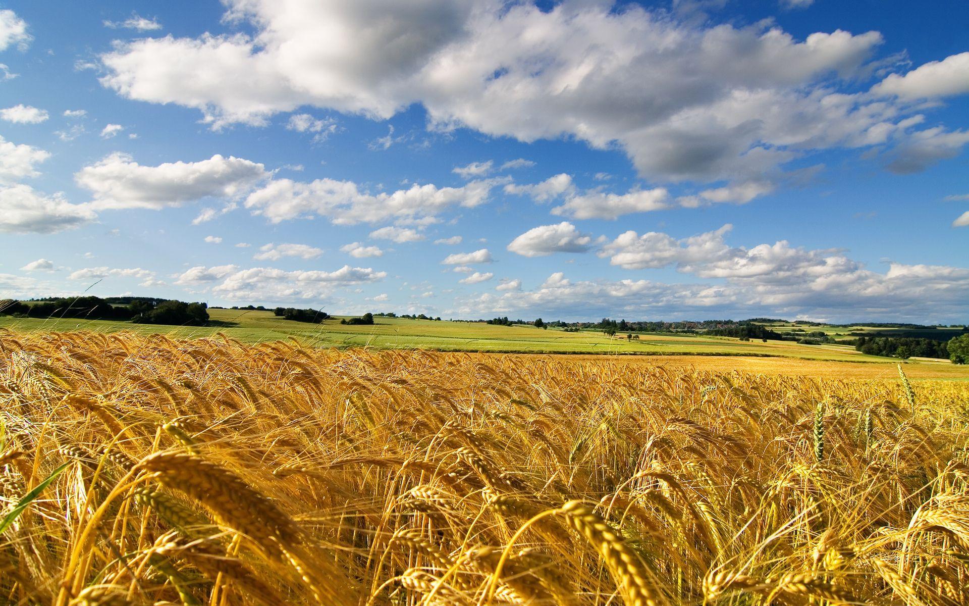 Summer Fields Wallpapers - Top Free Summer Fields Backgrounds ...