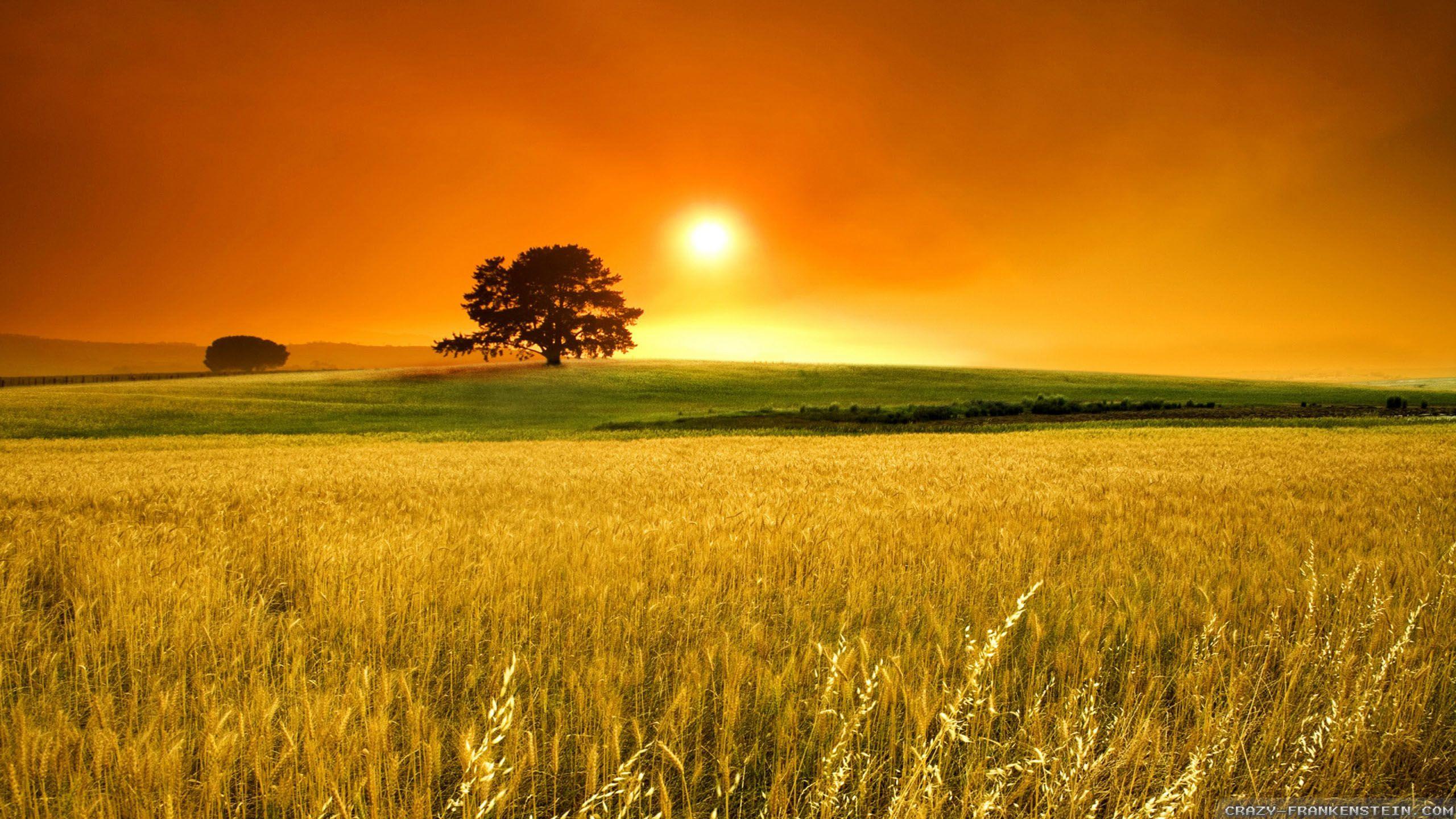 Summer Fields Wallpapers - Top Free Summer Fields Backgrounds ...