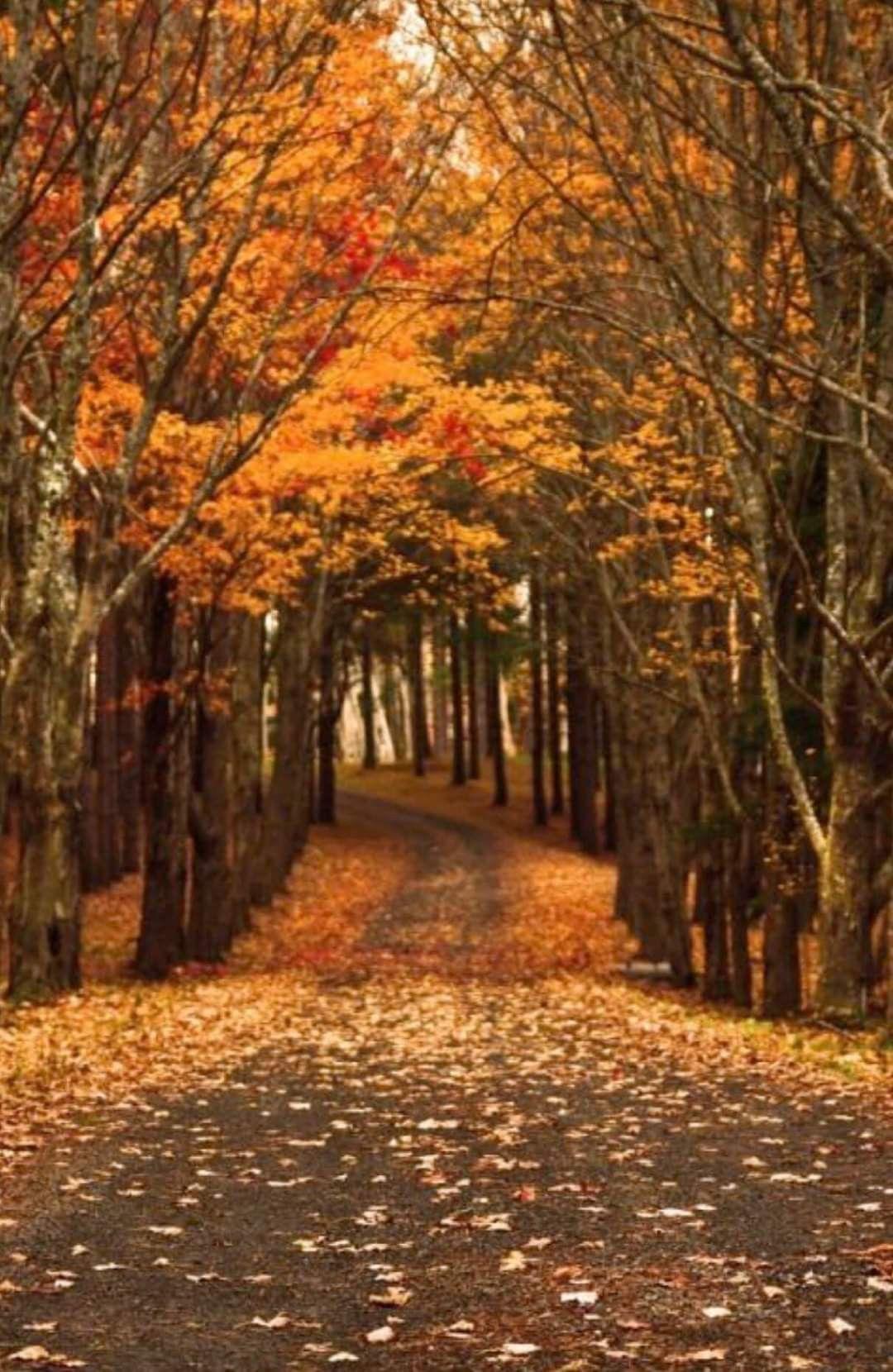 Autumn iPad Wallpapers - Top Free Autumn iPad Backgrounds - WallpaperAccess