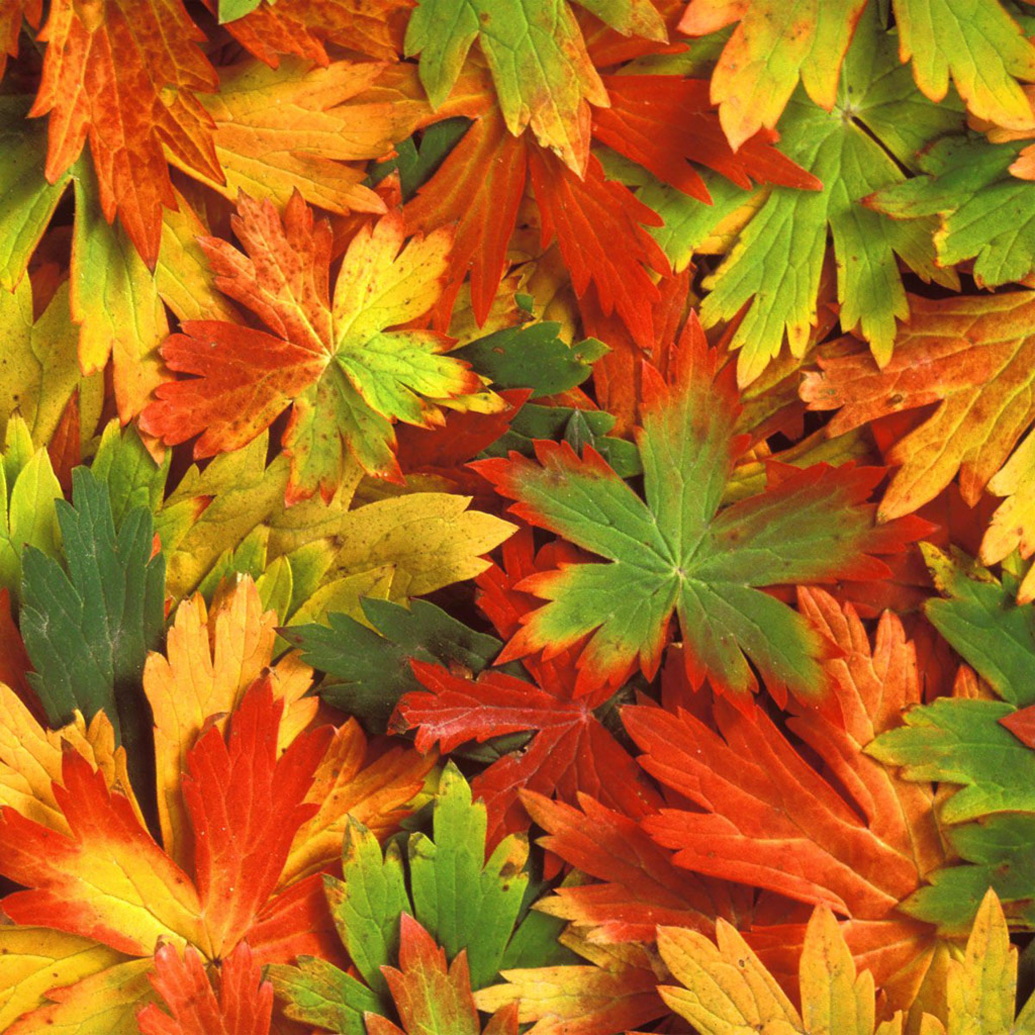Autumn iPad Wallpapers - Top Free Autumn iPad Backgrounds - WallpaperAccess