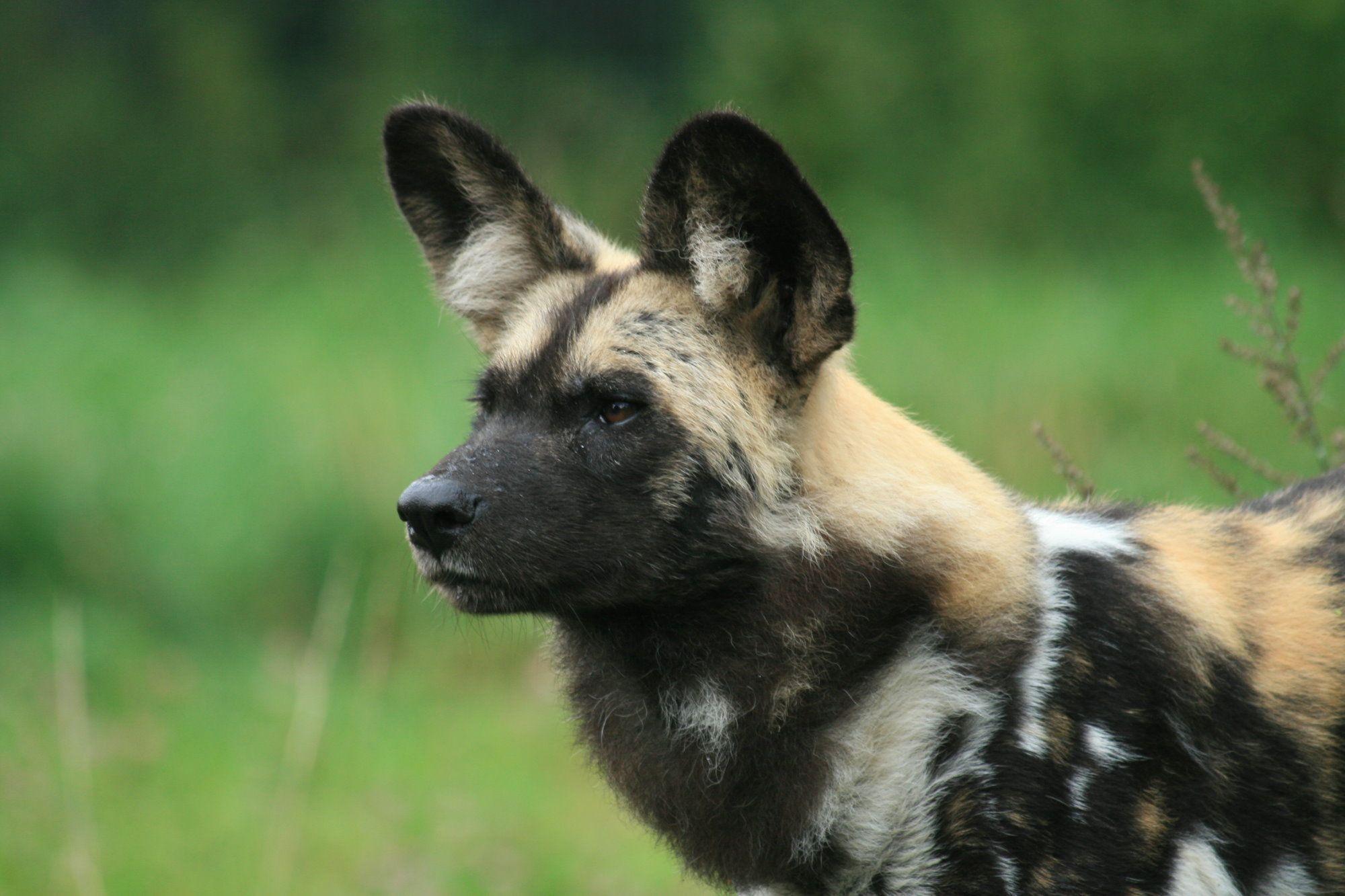 Wild Dog Wallpapers - Top Free Wild Dog Backgrounds - WallpaperAccess