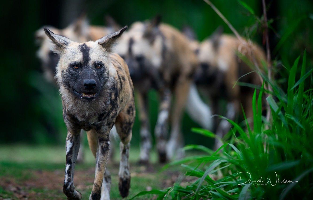 Wild Dog Wallpapers - Top Free Wild Dog Backgrounds - WallpaperAccess