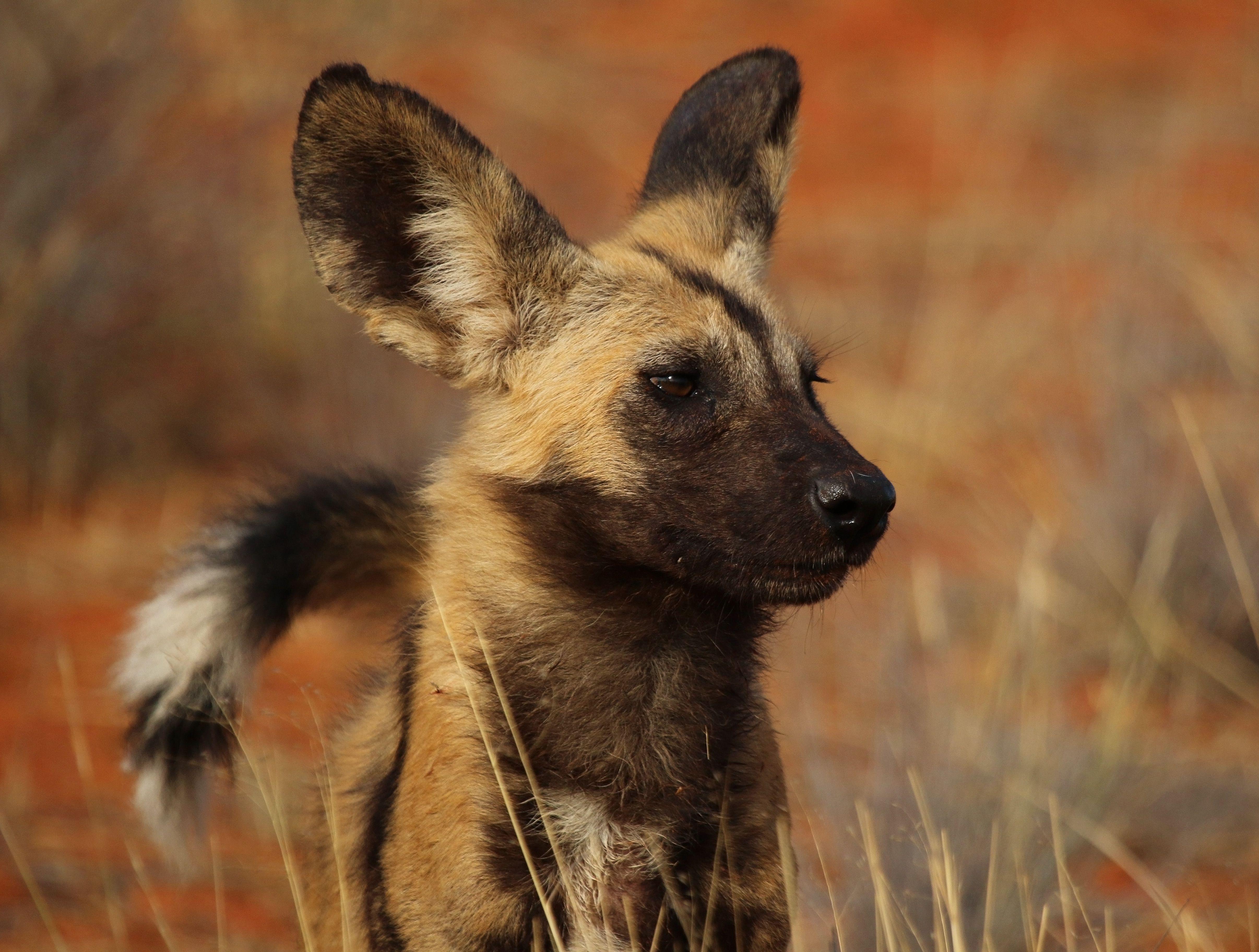 Wild Dog Wallpapers - Top Free Wild Dog Backgrounds - WallpaperAccess