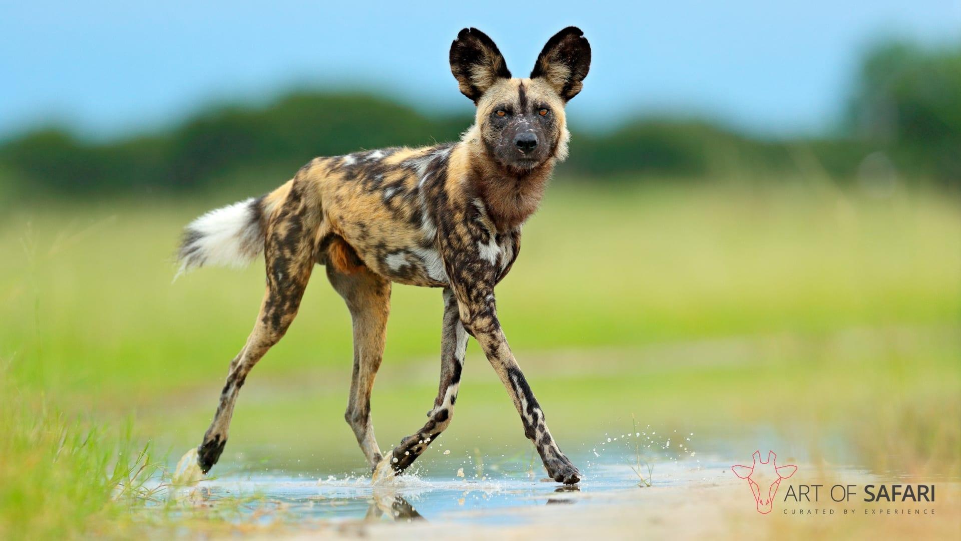 Wild Dog Wallpapers - Top Free Wild Dog Backgrounds - WallpaperAccess