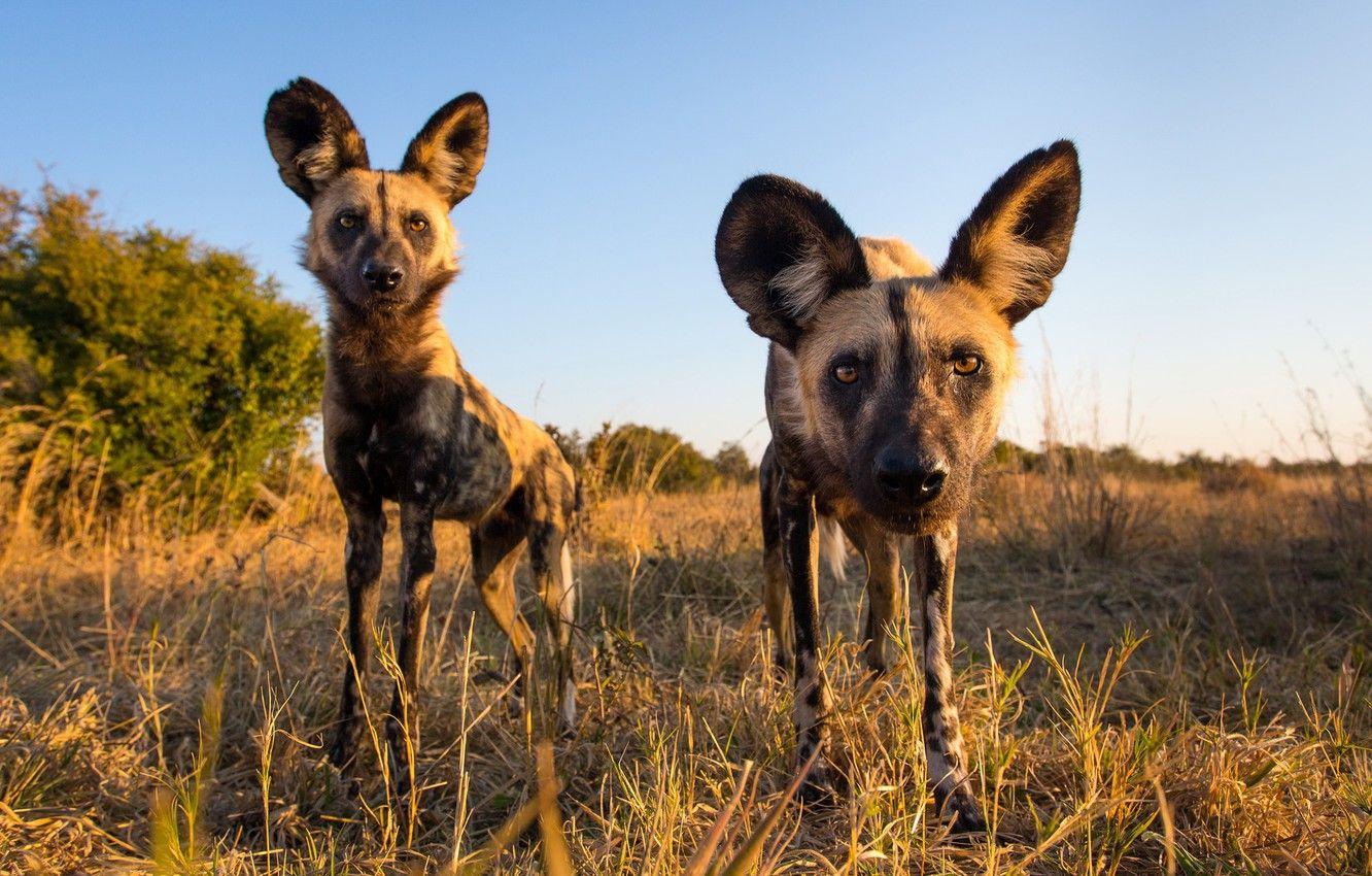 Wild Dog Wallpapers - Top Free Wild Dog Backgrounds - WallpaperAccess