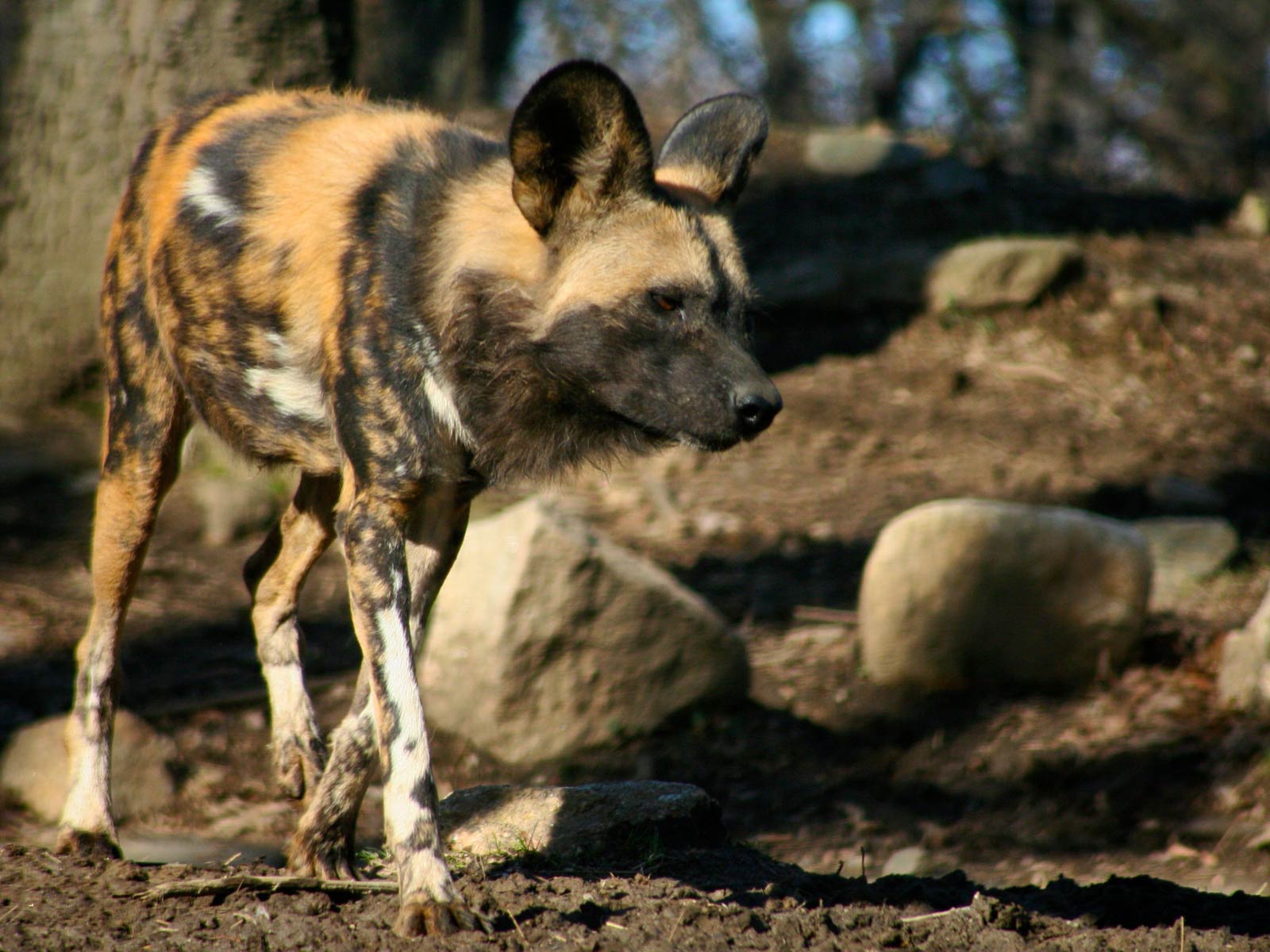 Wild Dog Wallpapers - Top Free Wild Dog Backgrounds - WallpaperAccess