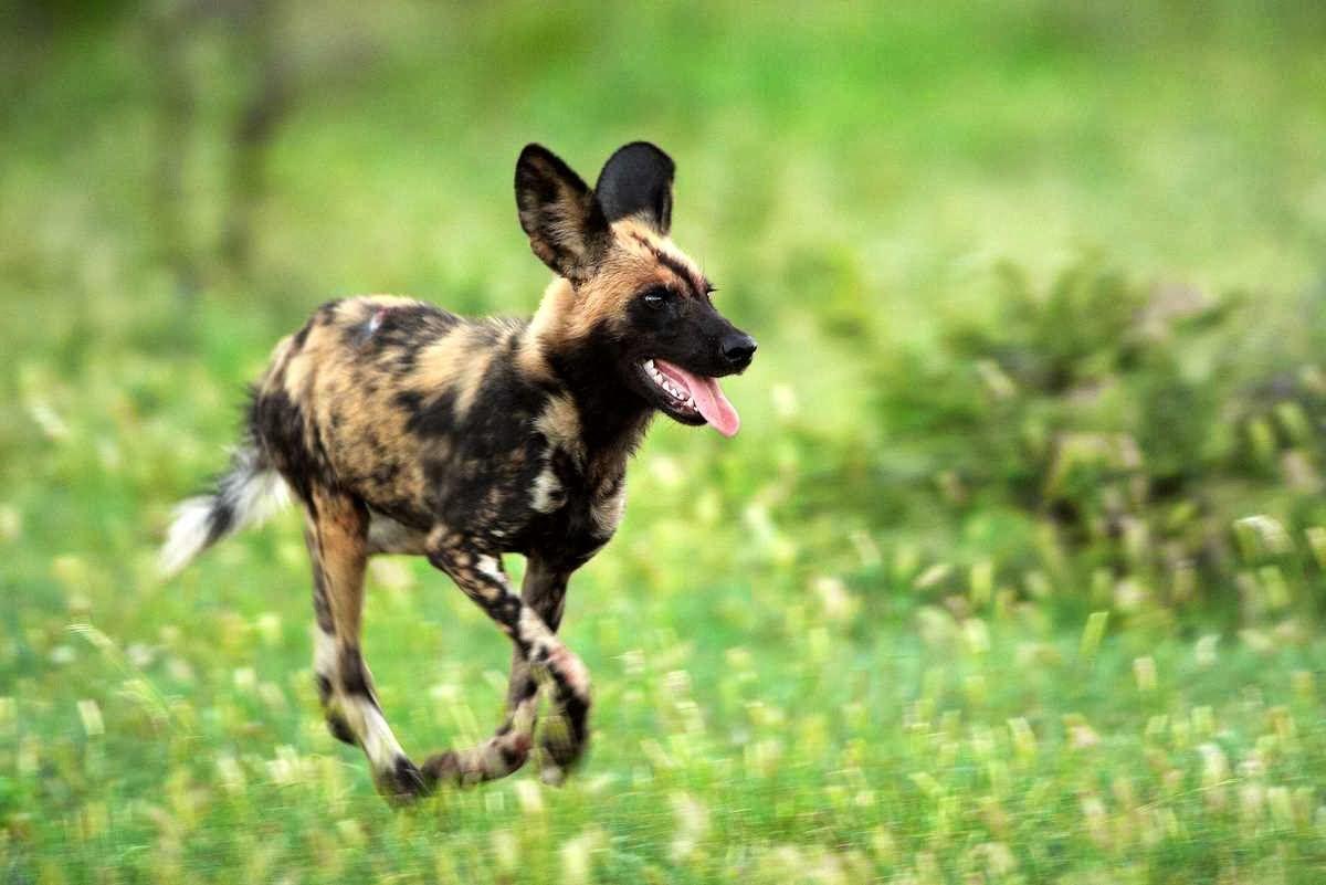 Wild Dog Wallpapers - Top Free Wild Dog Backgrounds - WallpaperAccess