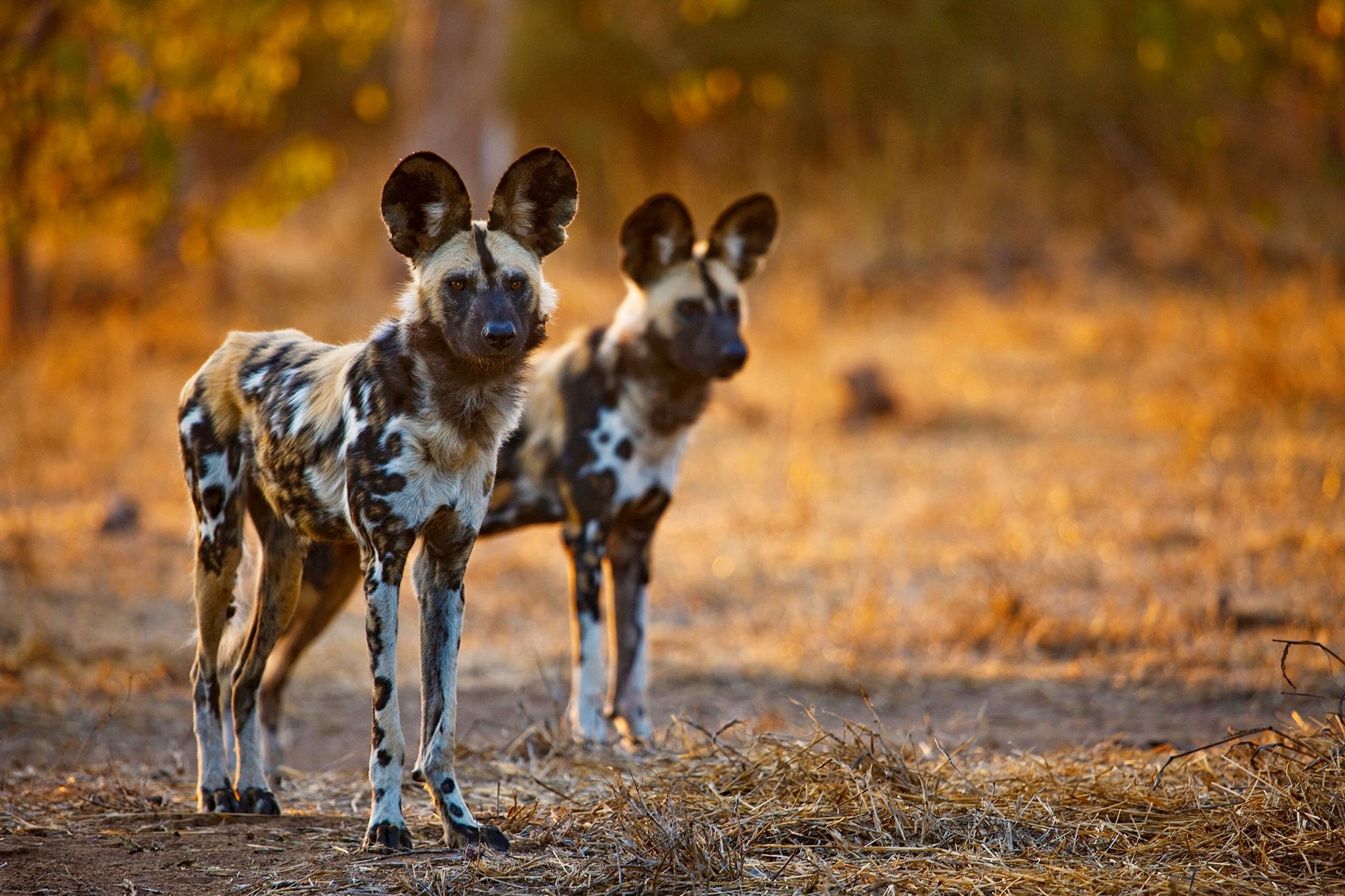 Wild Dog Wallpapers - Top Free Wild Dog Backgrounds - WallpaperAccess