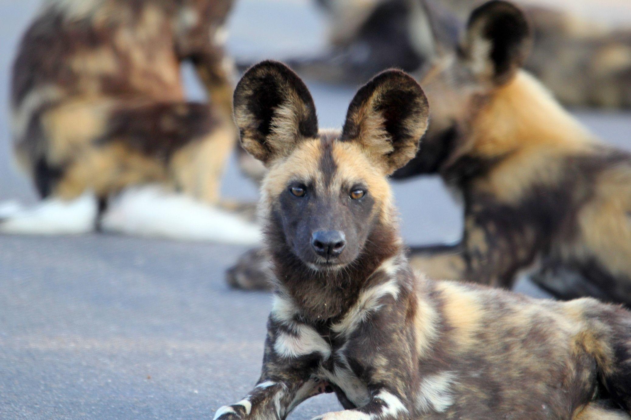 Wild Dog Wallpapers - Top Free Wild Dog Backgrounds - WallpaperAccess