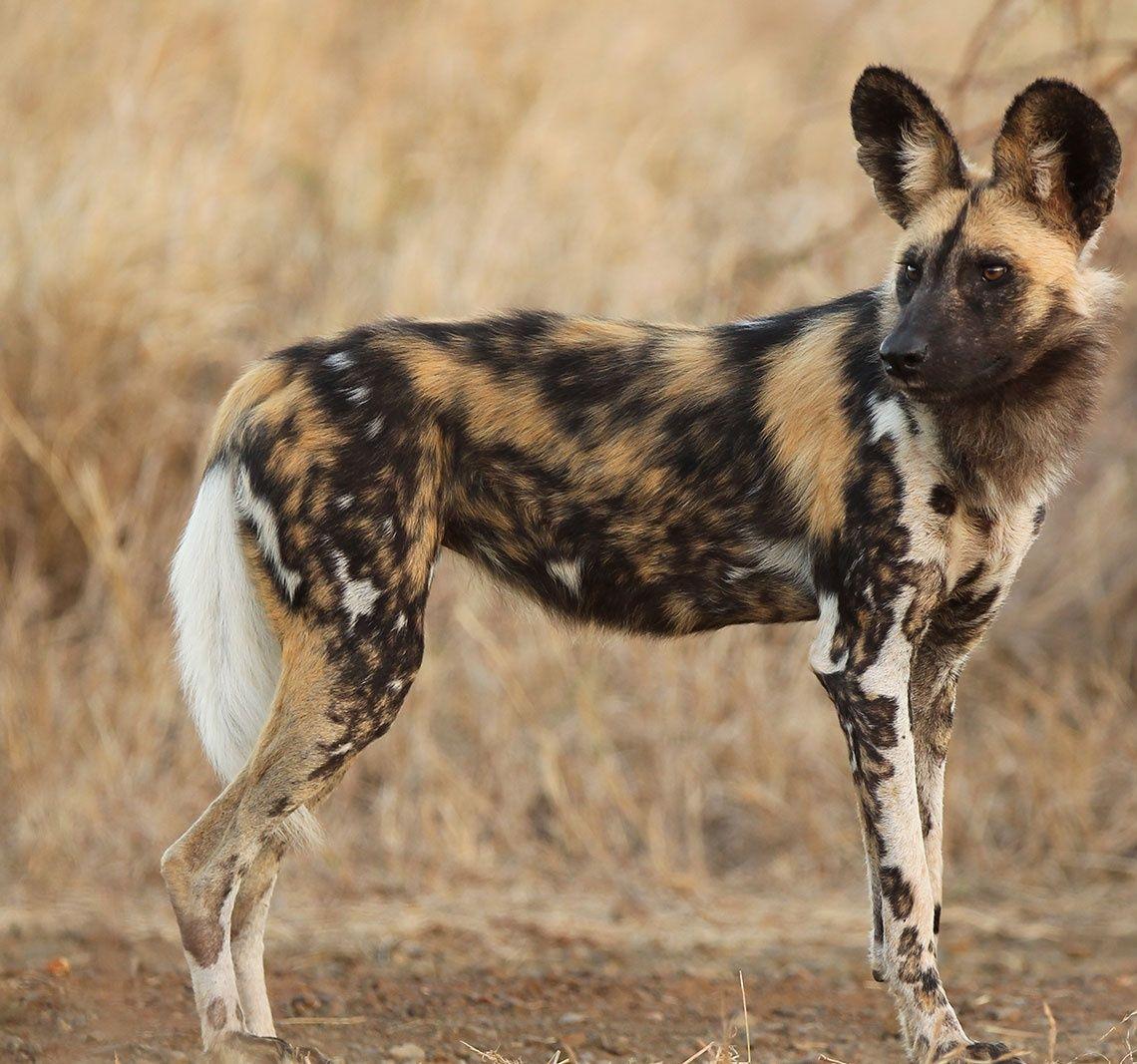 Wild Dog Wallpapers - Top Free Wild Dog Backgrounds - WallpaperAccess