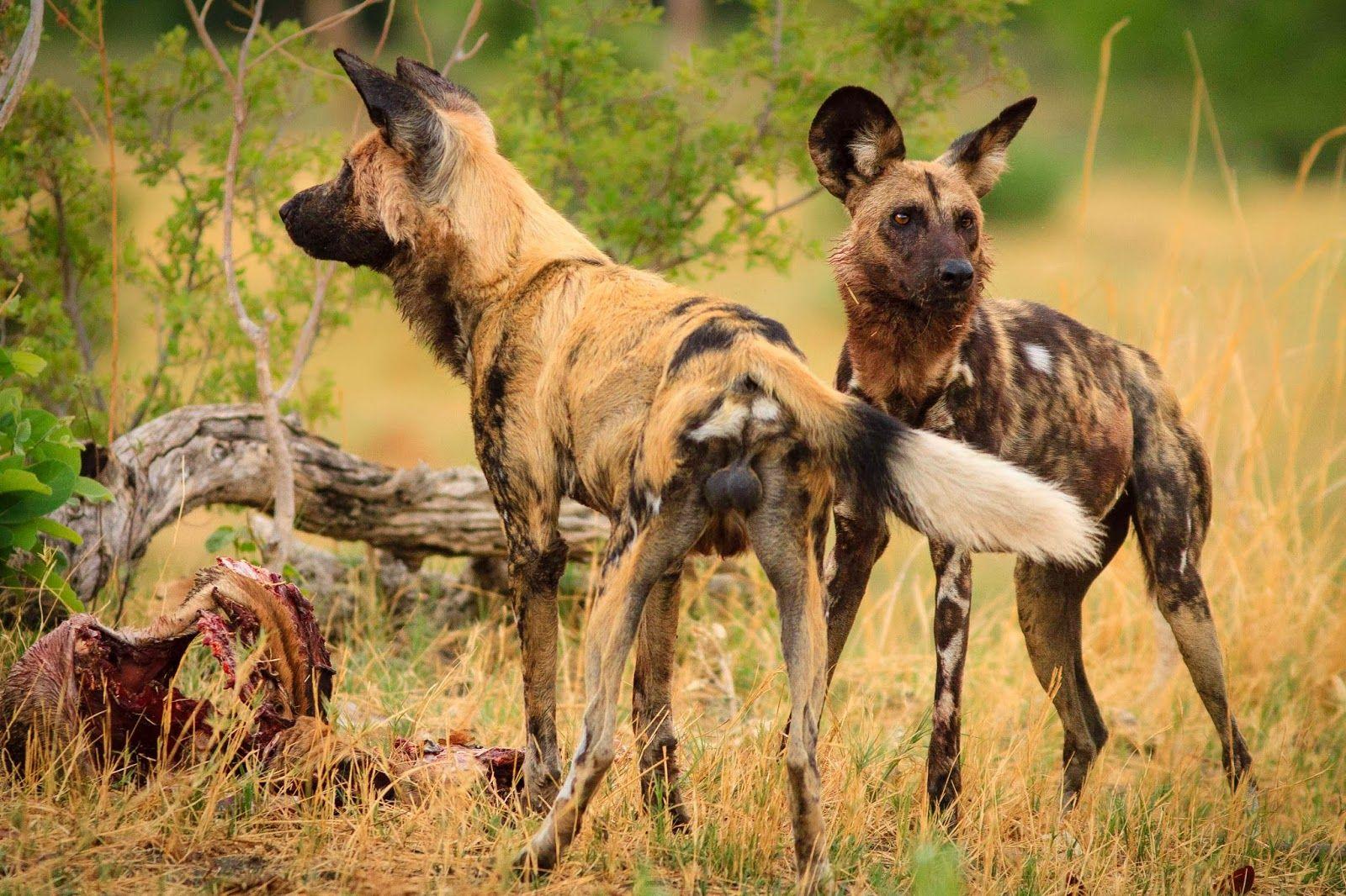 Wild Dog Wallpapers - Top Free Wild Dog Backgrounds - WallpaperAccess