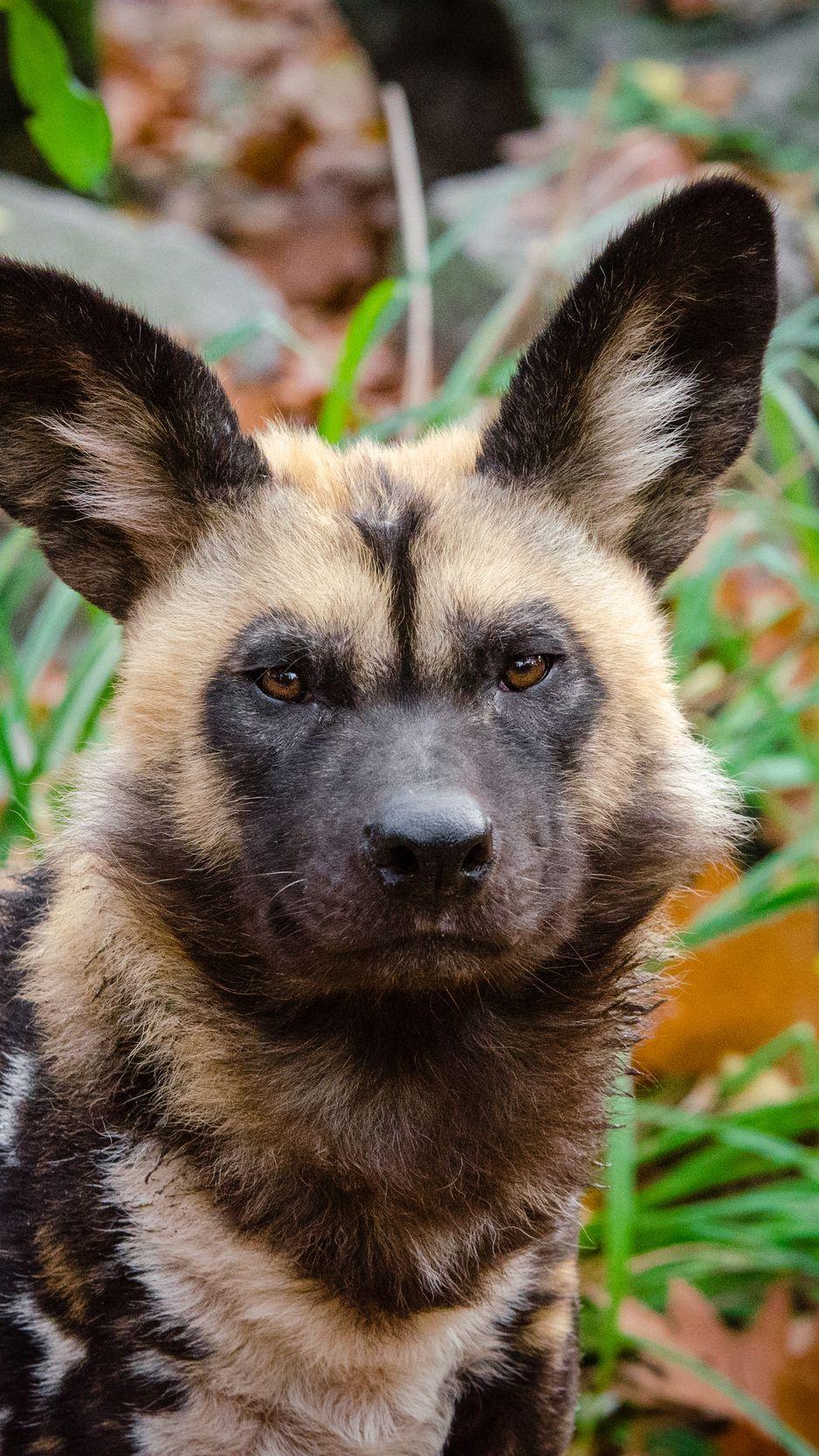 Wild Dog Wallpapers - Top Free Wild Dog Backgrounds - WallpaperAccess