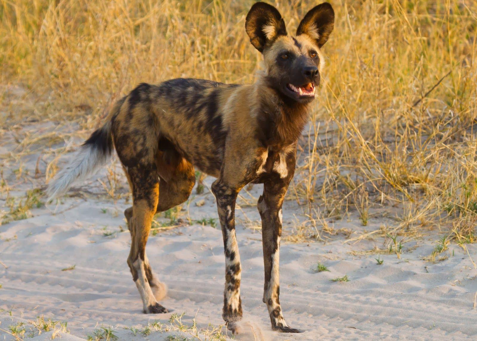 Wild Dog Wallpapers - Top Free Wild Dog Backgrounds - WallpaperAccess