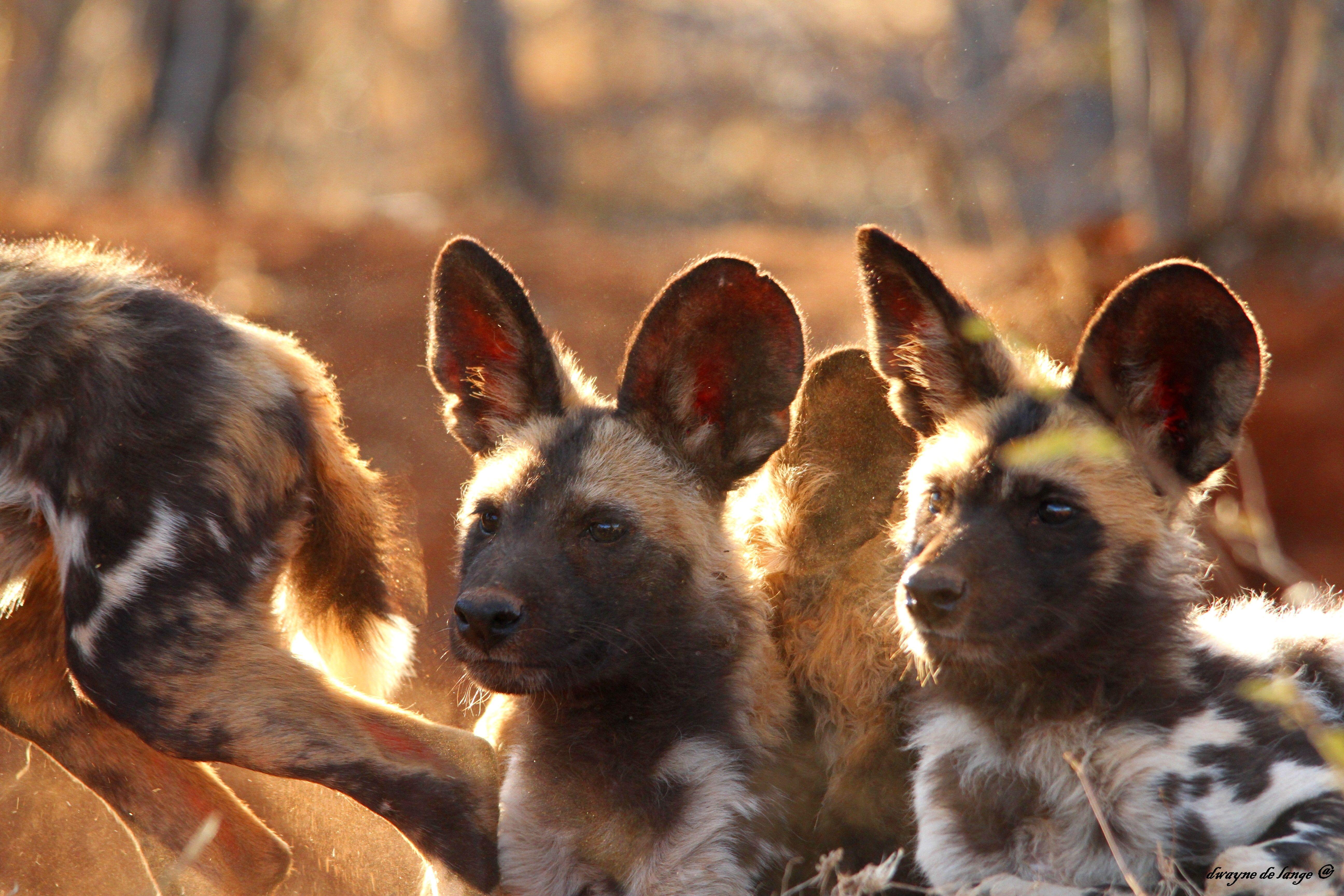 Wild Dog Wallpapers - Top Free Wild Dog Backgrounds - WallpaperAccess