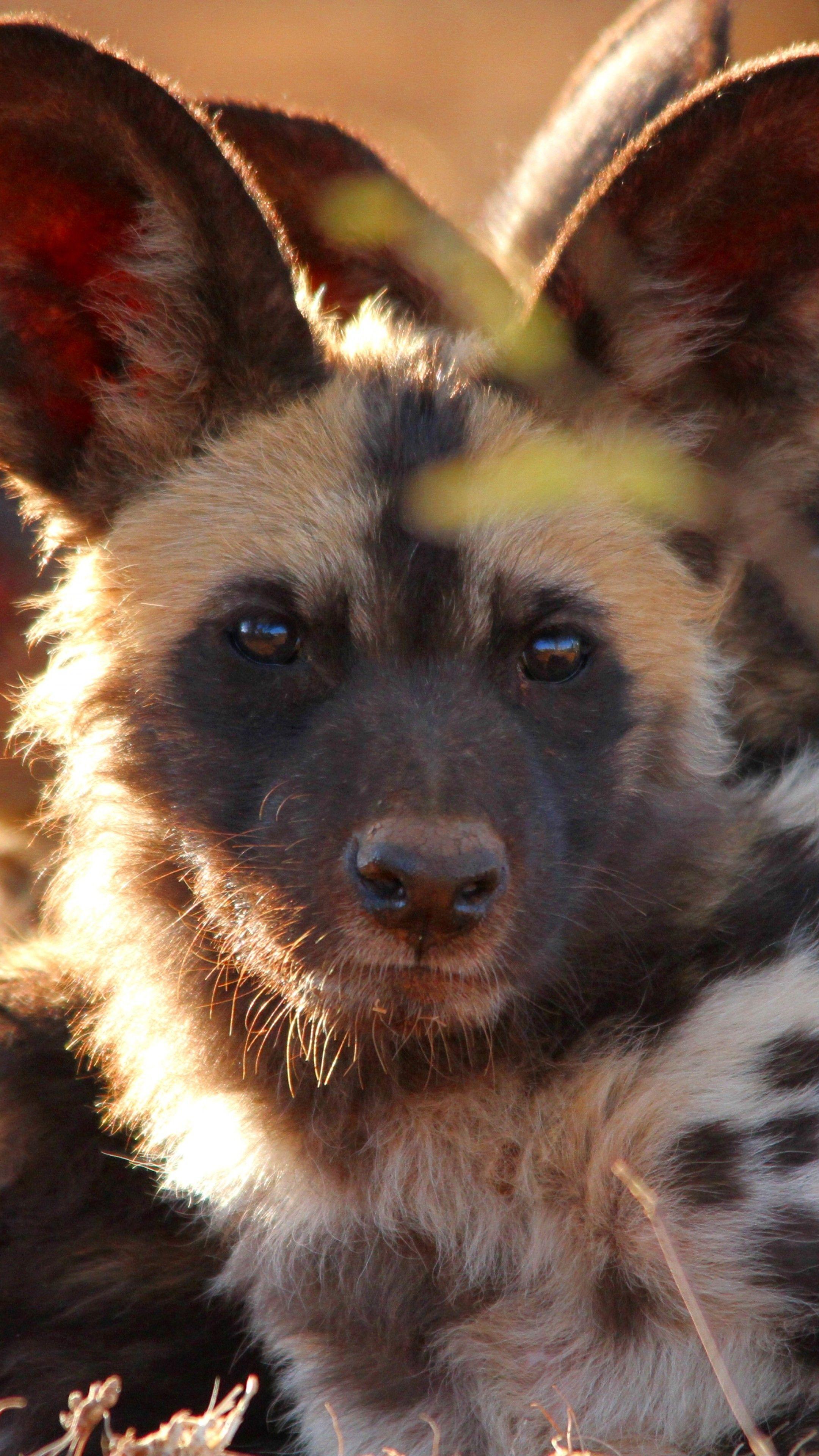 Wild Dog Wallpapers - Top Free Wild Dog Backgrounds - WallpaperAccess
