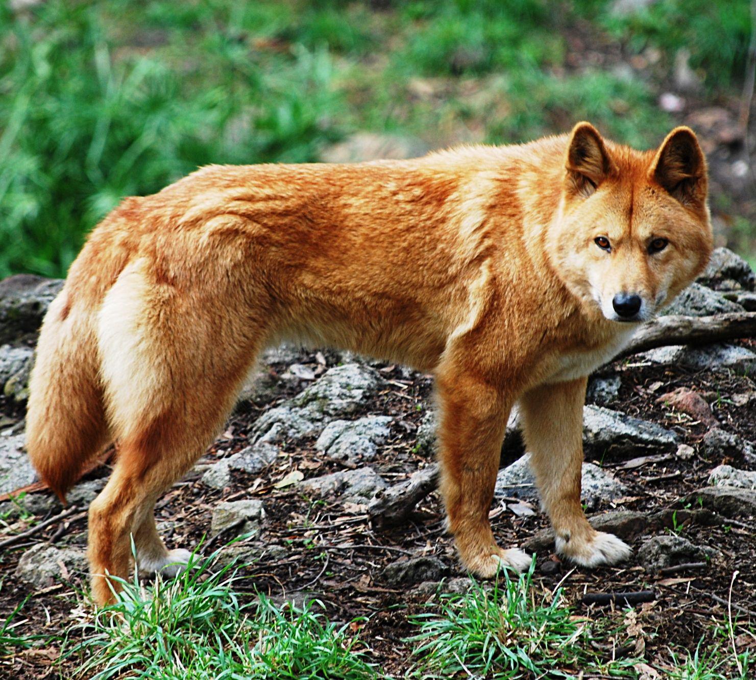Wild Dog Wallpapers - Top Free Wild Dog Backgrounds - WallpaperAccess