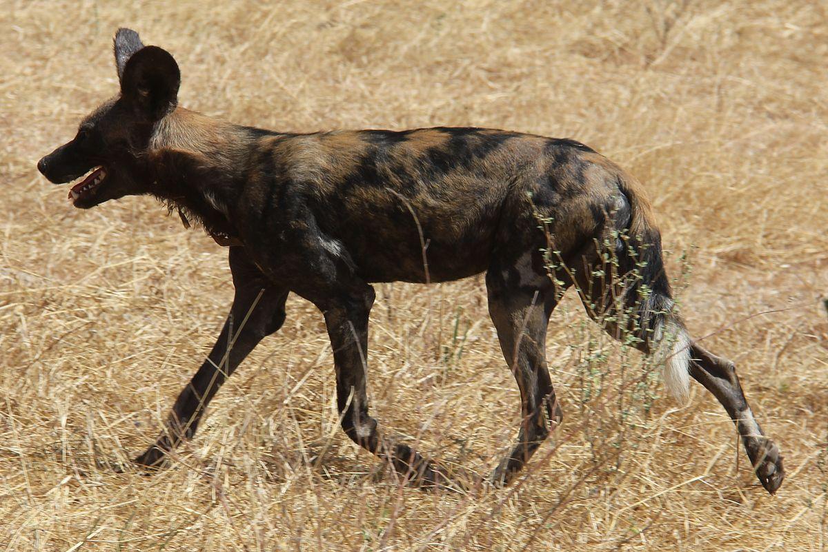 Wild Dog Wallpapers - Top Free Wild Dog Backgrounds - WallpaperAccess