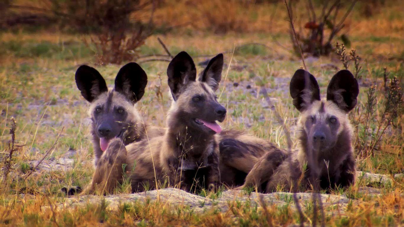 Wild Dog Wallpapers - Top Free Wild Dog Backgrounds - WallpaperAccess