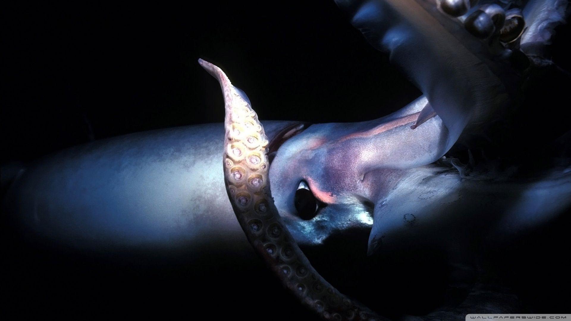 Squid HD Wallpapers - Top Free Squid HD Backgrounds - WallpaperAccess