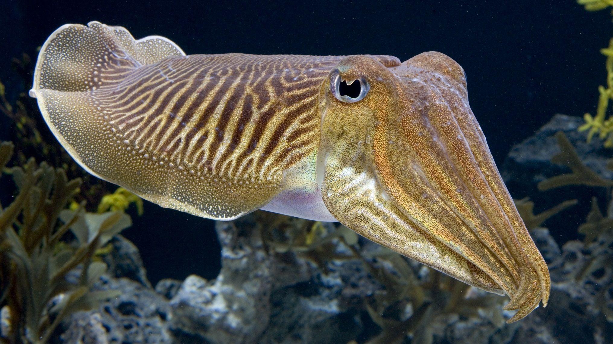 Squid HD Wallpapers - Top Free Squid HD Backgrounds - WallpaperAccess