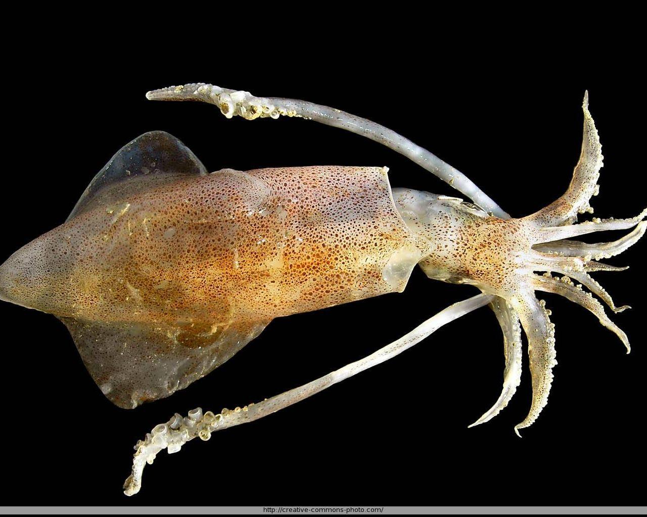 Squid HD Wallpapers - Top Free Squid HD Backgrounds - WallpaperAccess