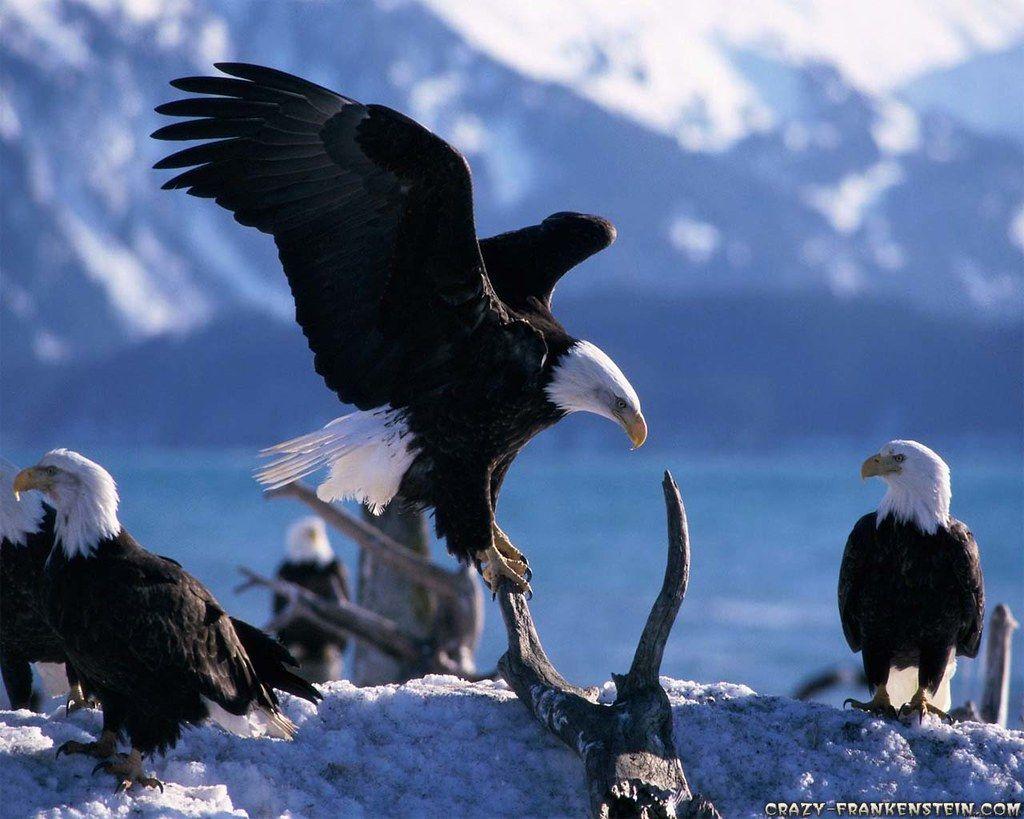 Native Eagle Wallpapers - Top Free Native Eagle Backgrounds ...