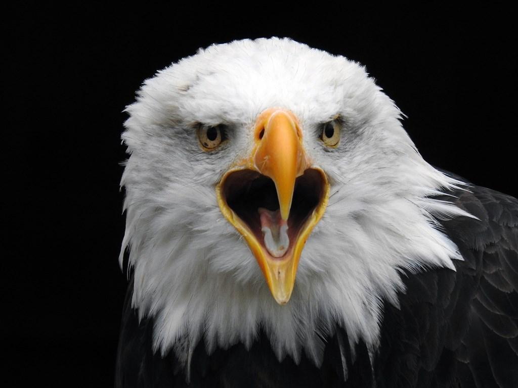 Bald Eagle Cool Wallpapers - Top Free Bald Eagle Cool Backgrounds ...