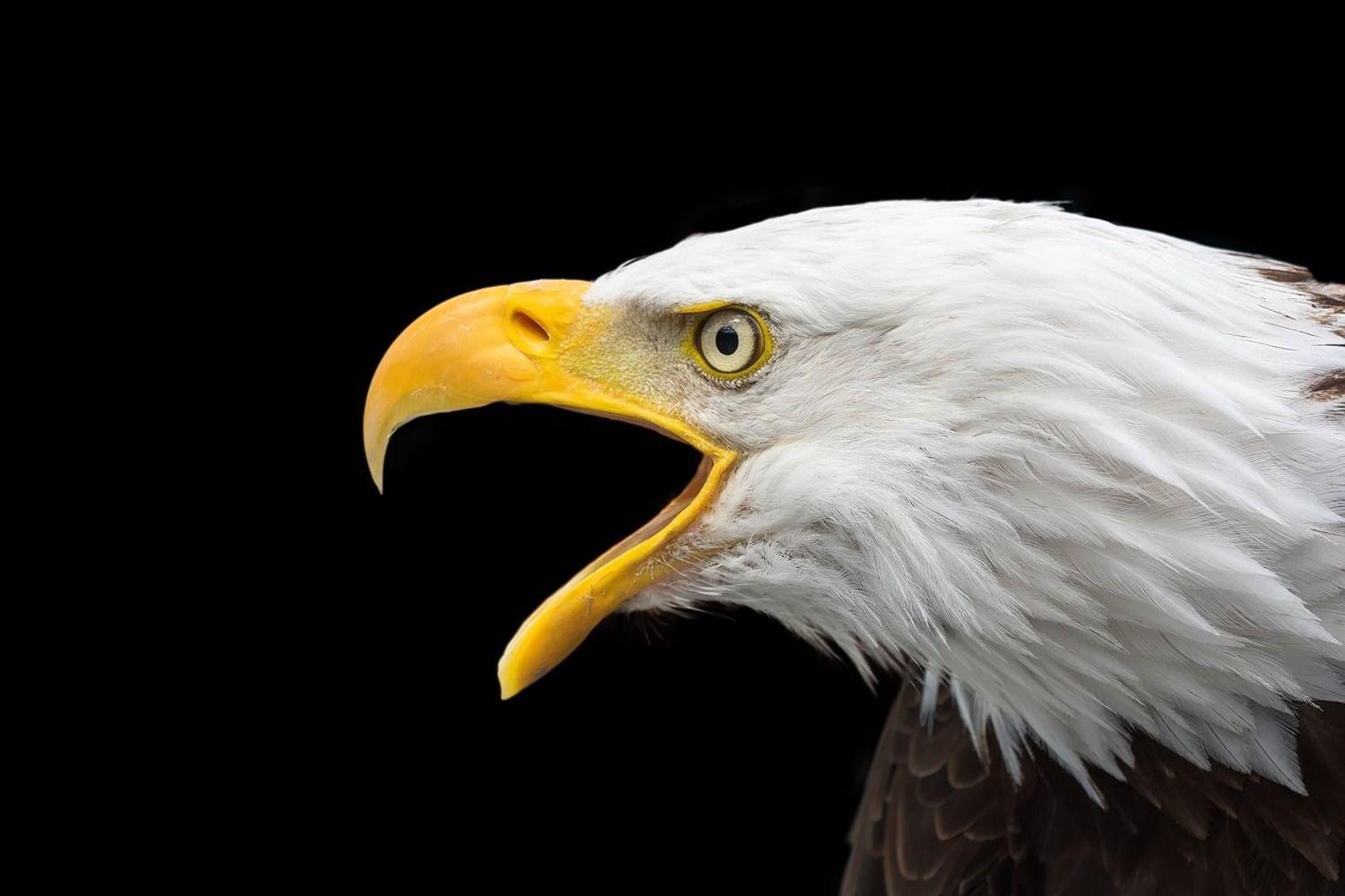 Bald Eagle Cool Wallpapers - Top Free Bald Eagle Cool Backgrounds ...