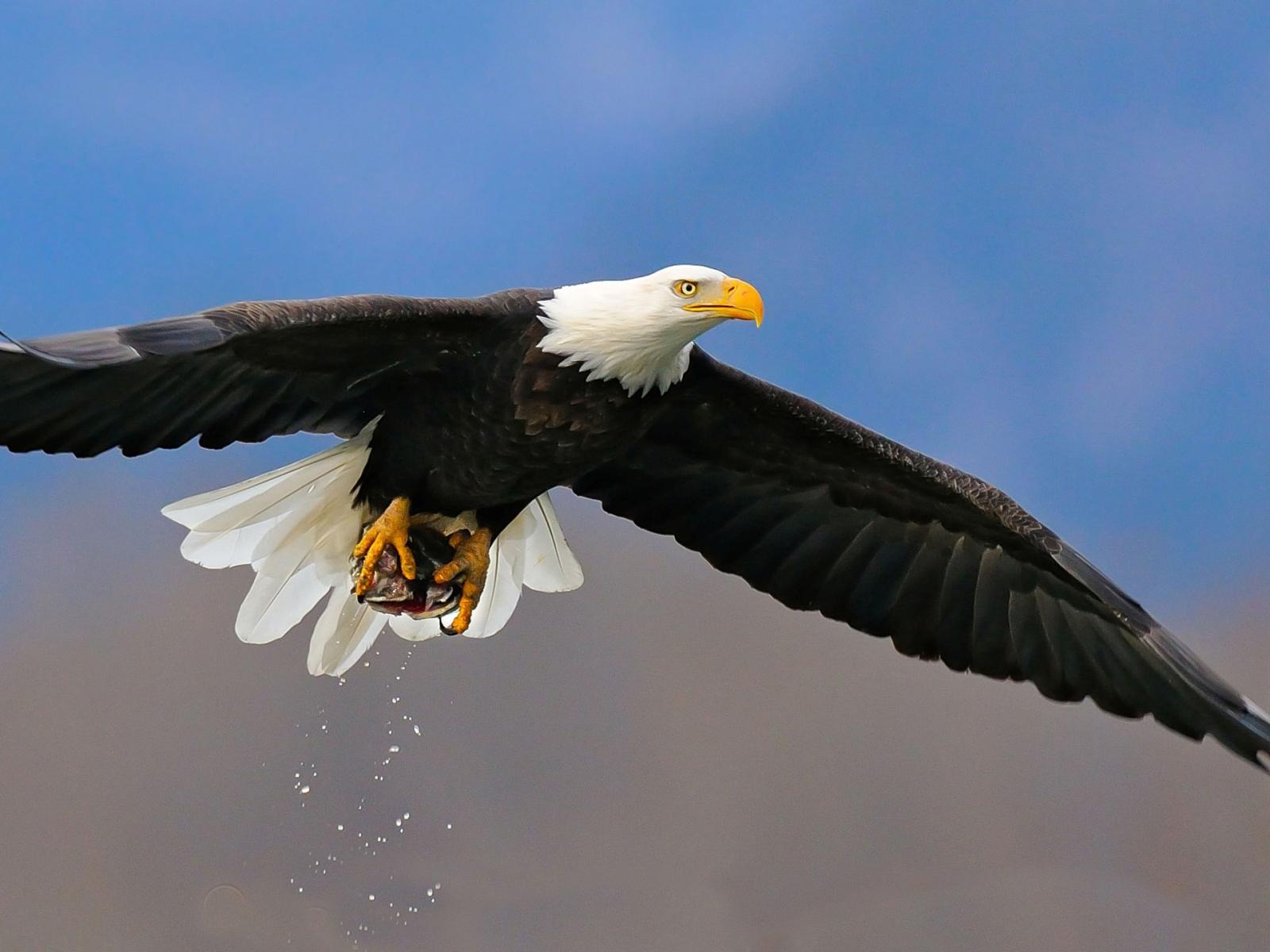 Native Eagle Wallpapers - Top Free Native Eagle Backgrounds ...