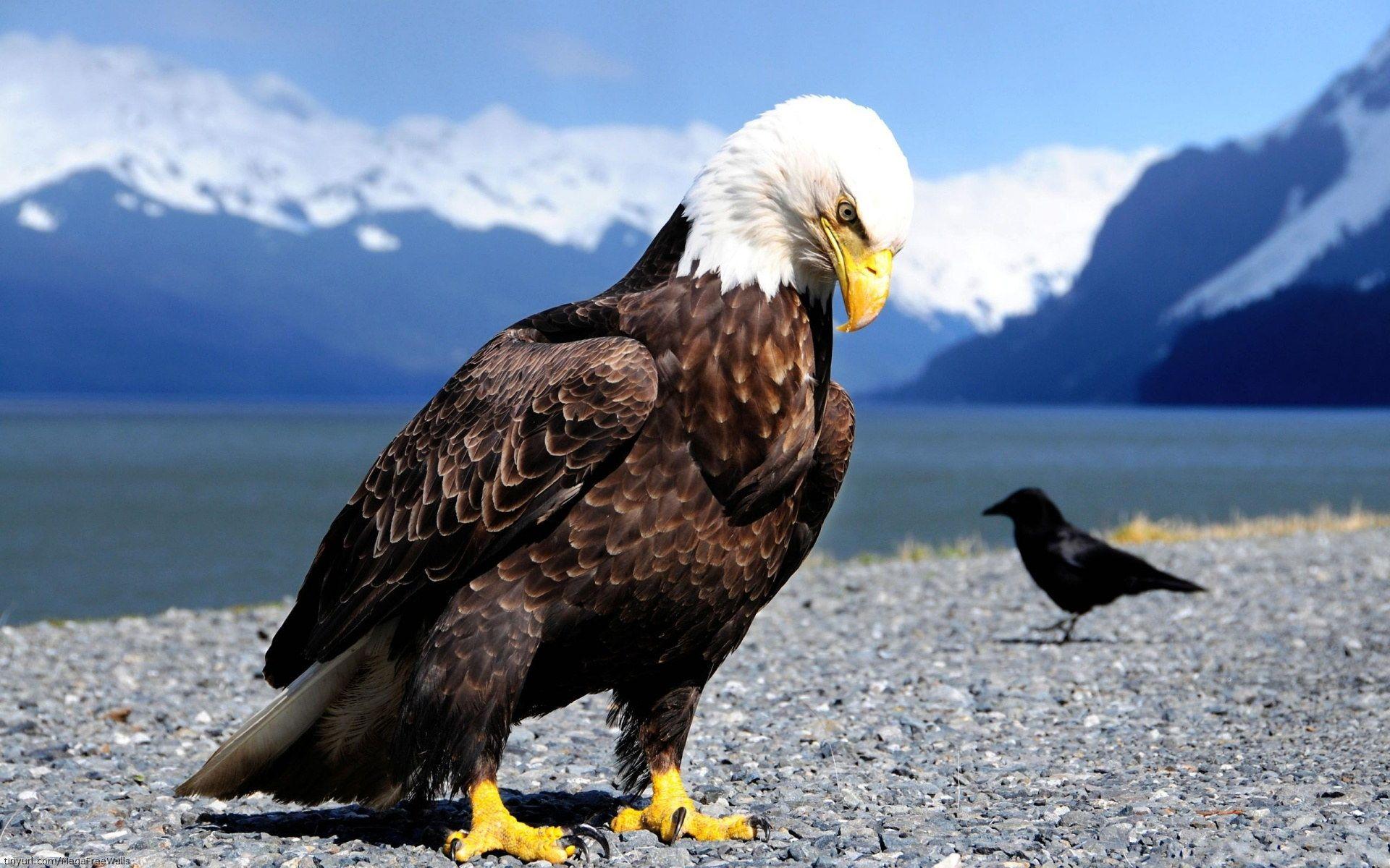 Bald Eagle Cool Wallpapers - Top Free Bald Eagle Cool Backgrounds ...