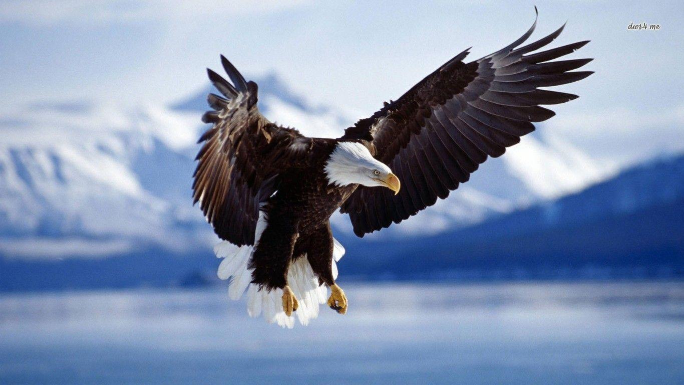 Native Eagle Wallpapers - Top Free Native Eagle Backgrounds - WallpaperAccess