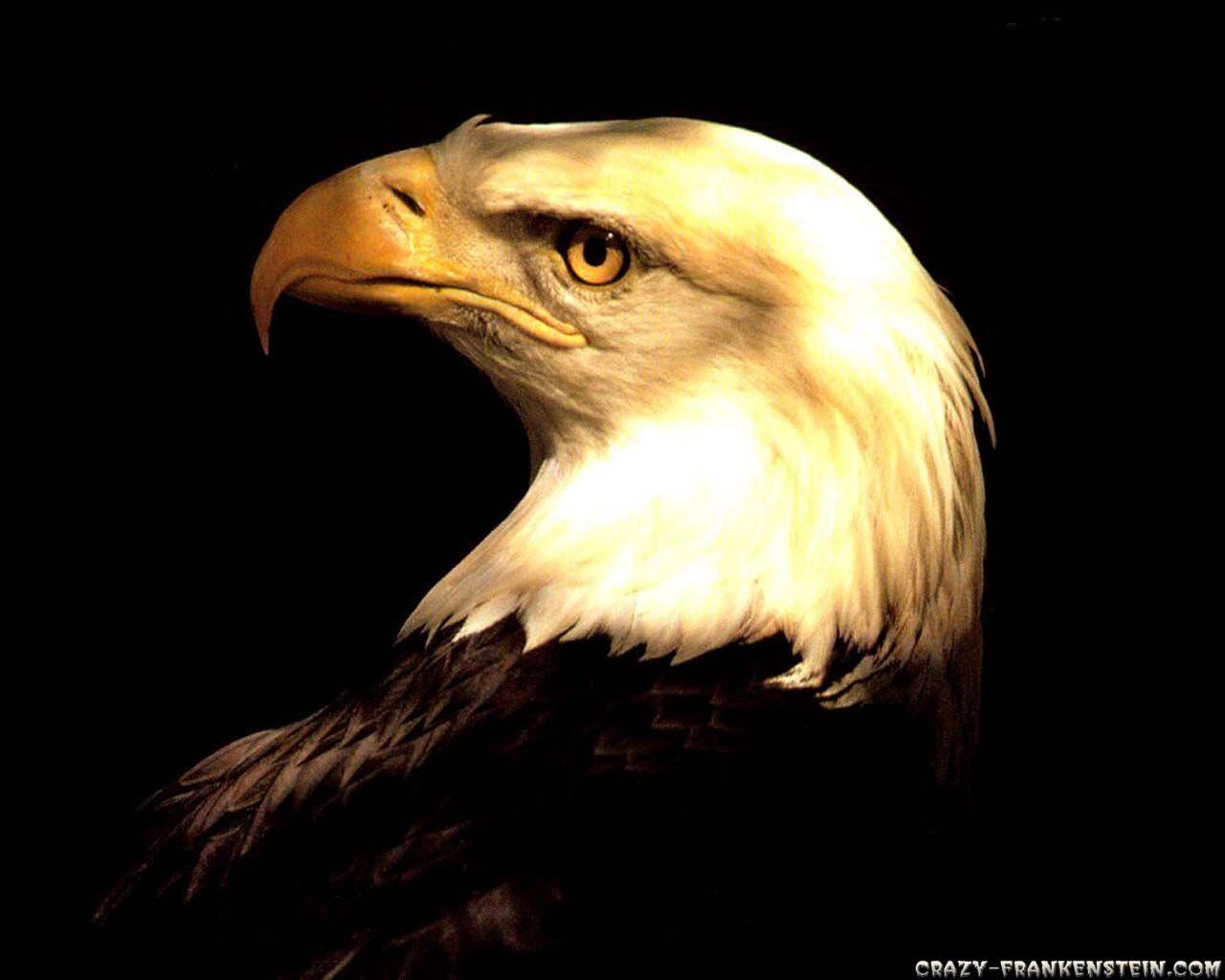 Bald Eagle Cool Wallpapers - Top Free Bald Eagle Cool Backgrounds ...