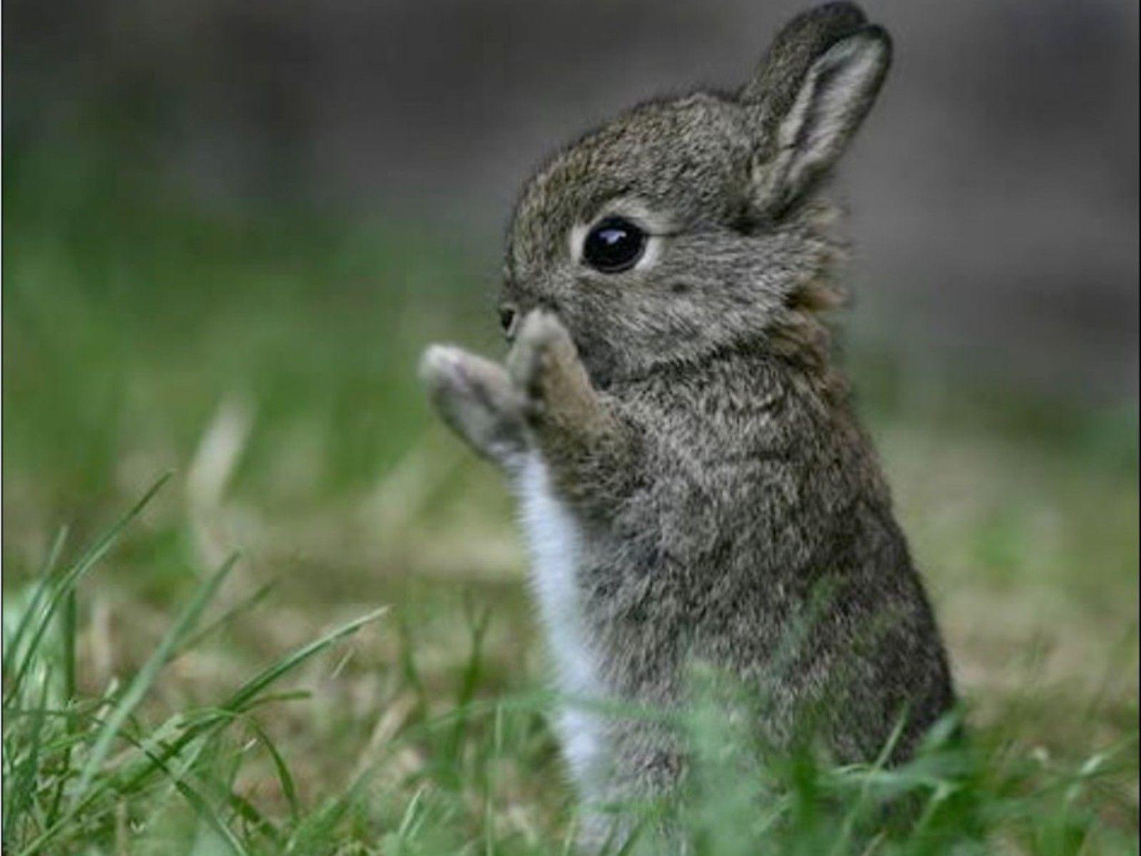 Cute Bunny Computer Wallpapers - Top Free Cute Bunny Computer ...