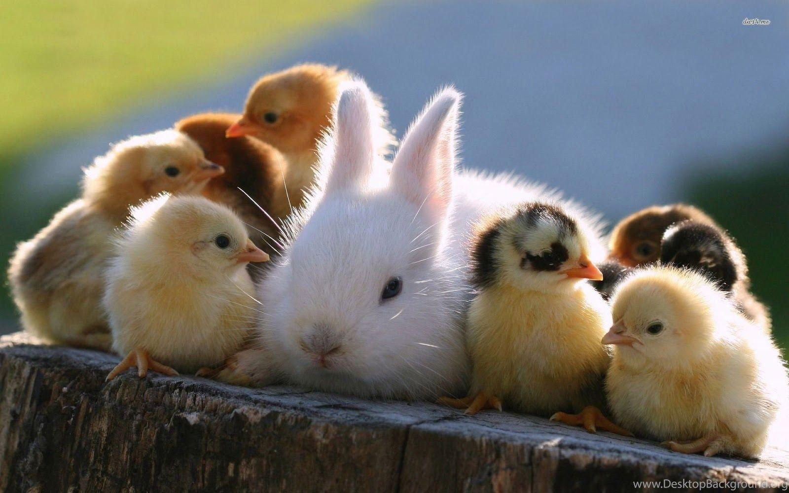 Cute Bunny Computer Wallpapers - Top Free Cute Bunny Computer ...