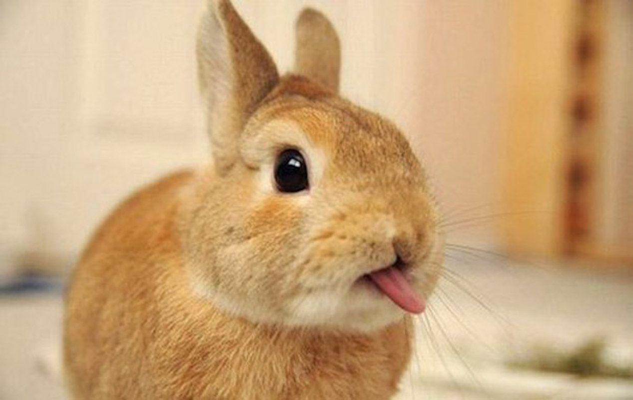 Cute Bunny Computer Wallpapers - Top Free Cute Bunny Computer ...
