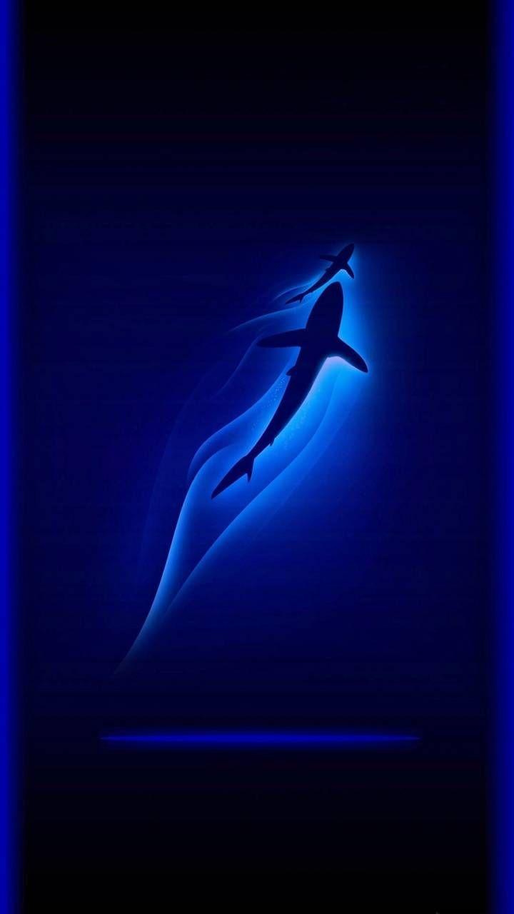 Blue Shark Wallpapers - Top Free Blue Shark Backgrounds - WallpaperAccess