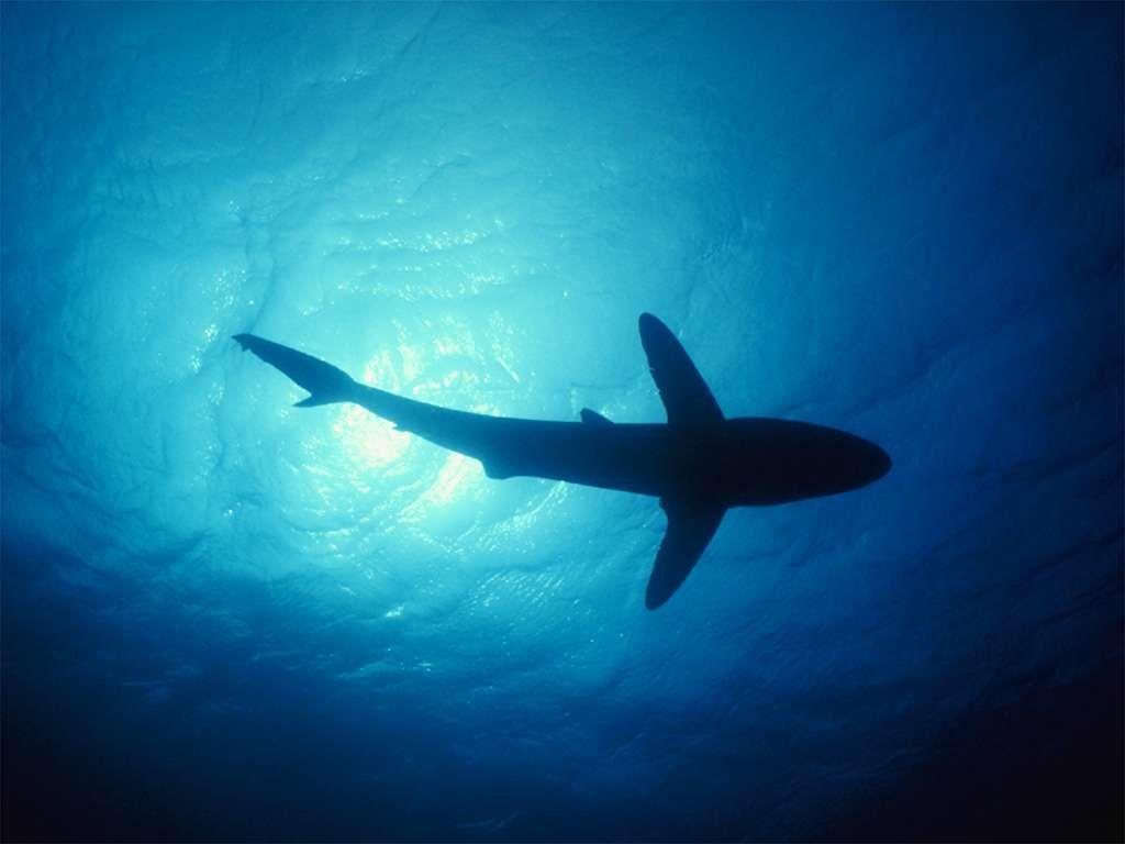 Blue Shark Wallpapers - Top Free Blue Shark Backgrounds - WallpaperAccess