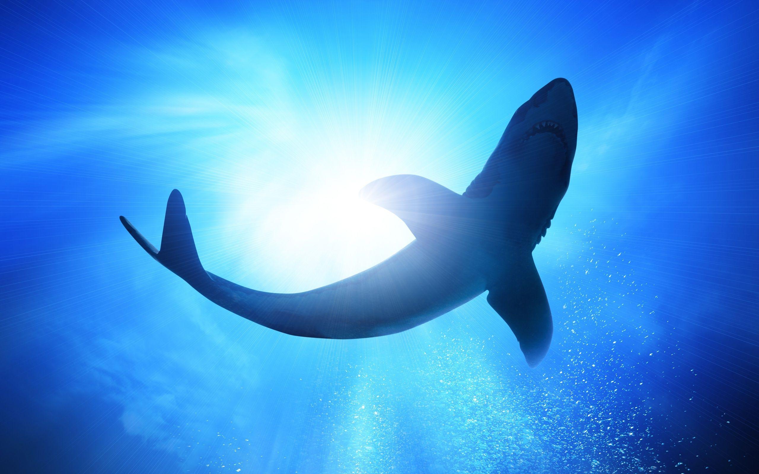 Blue Shark Wallpapers - Top Free Blue Shark Backgrounds - WallpaperAccess