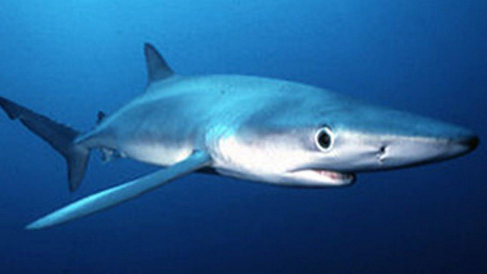 Blue Shark Wallpapers - Top Free Blue Shark Backgrounds - WallpaperAccess
