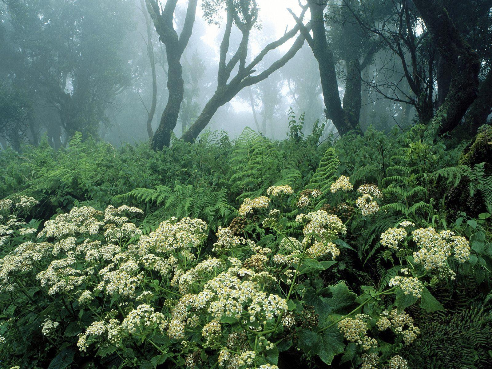 Wild Forest Wallpapers - Top Free Wild Forest Backgrounds - WallpaperAccess