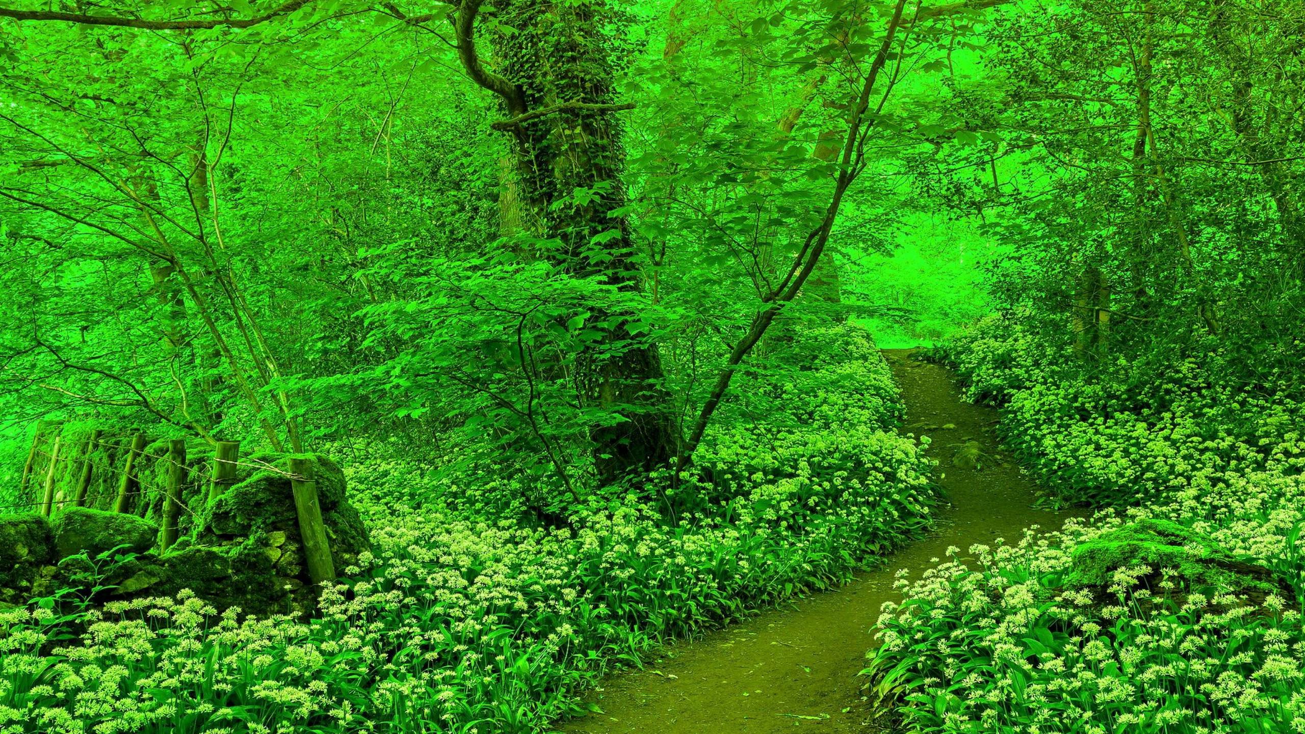 Wild Forest Wallpapers - Top Free Wild Forest Backgrounds - WallpaperAccess