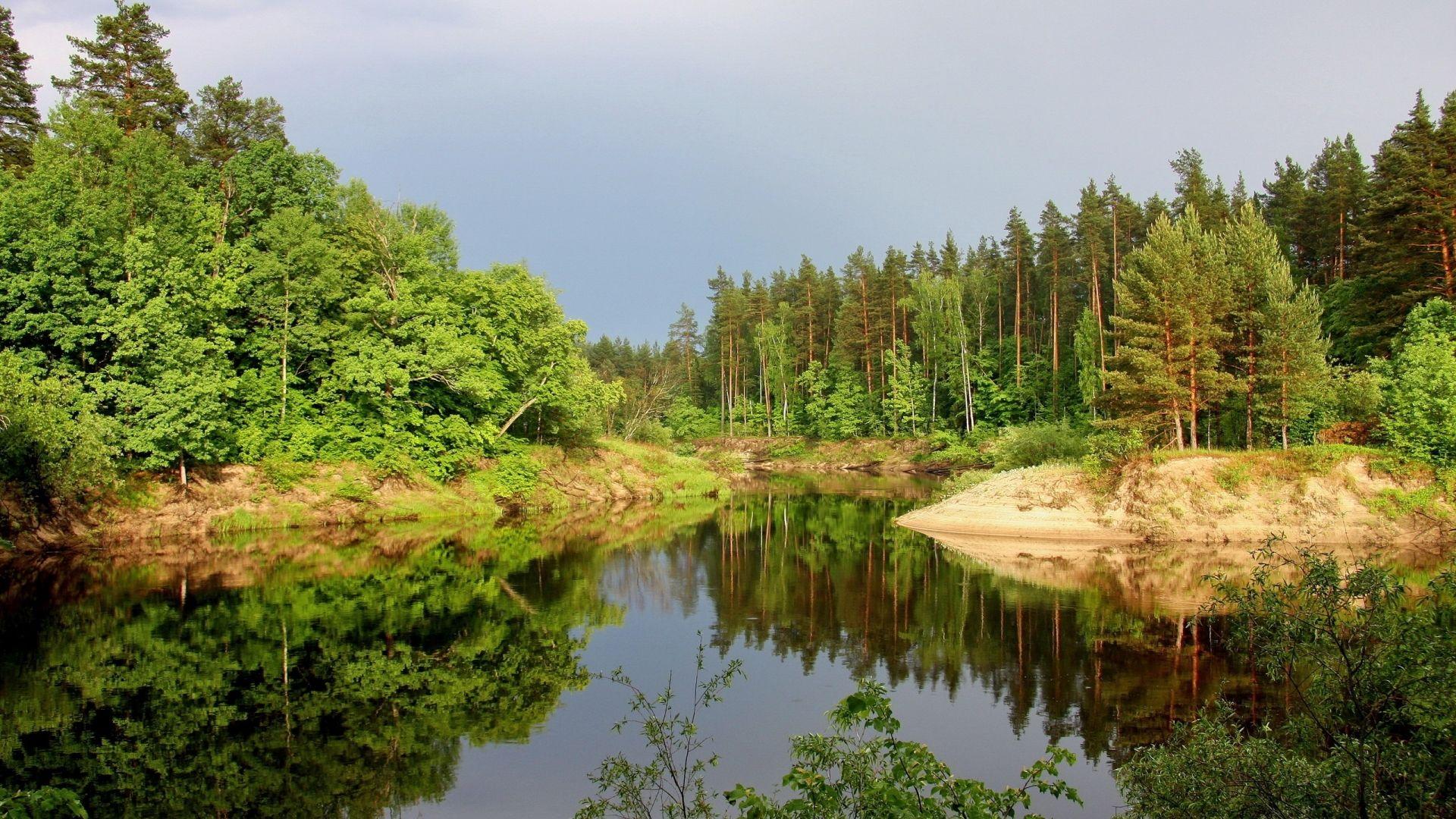 Wild Forest Wallpapers - Top Free Wild Forest Backgrounds - WallpaperAccess