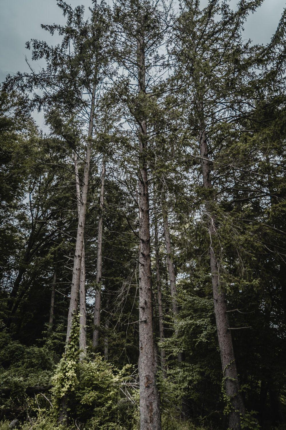 Wild Forest Wallpapers - Top Free Wild Forest Backgrounds - WallpaperAccess