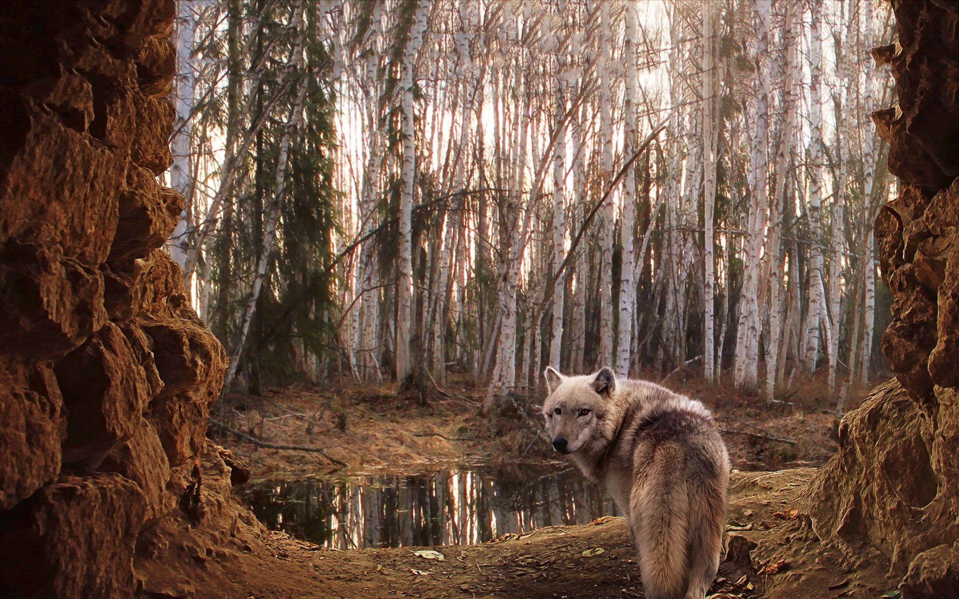 Wild Forest Wallpapers - Top Free Wild Forest Backgrounds - WallpaperAccess