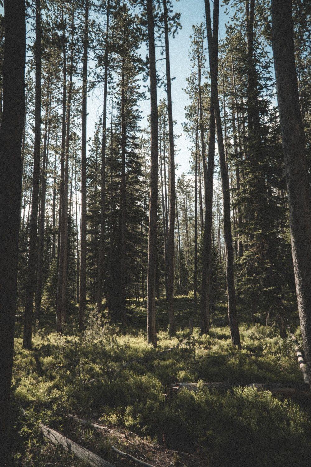 Wild Forest Wallpapers - Top Free Wild Forest Backgrounds - WallpaperAccess